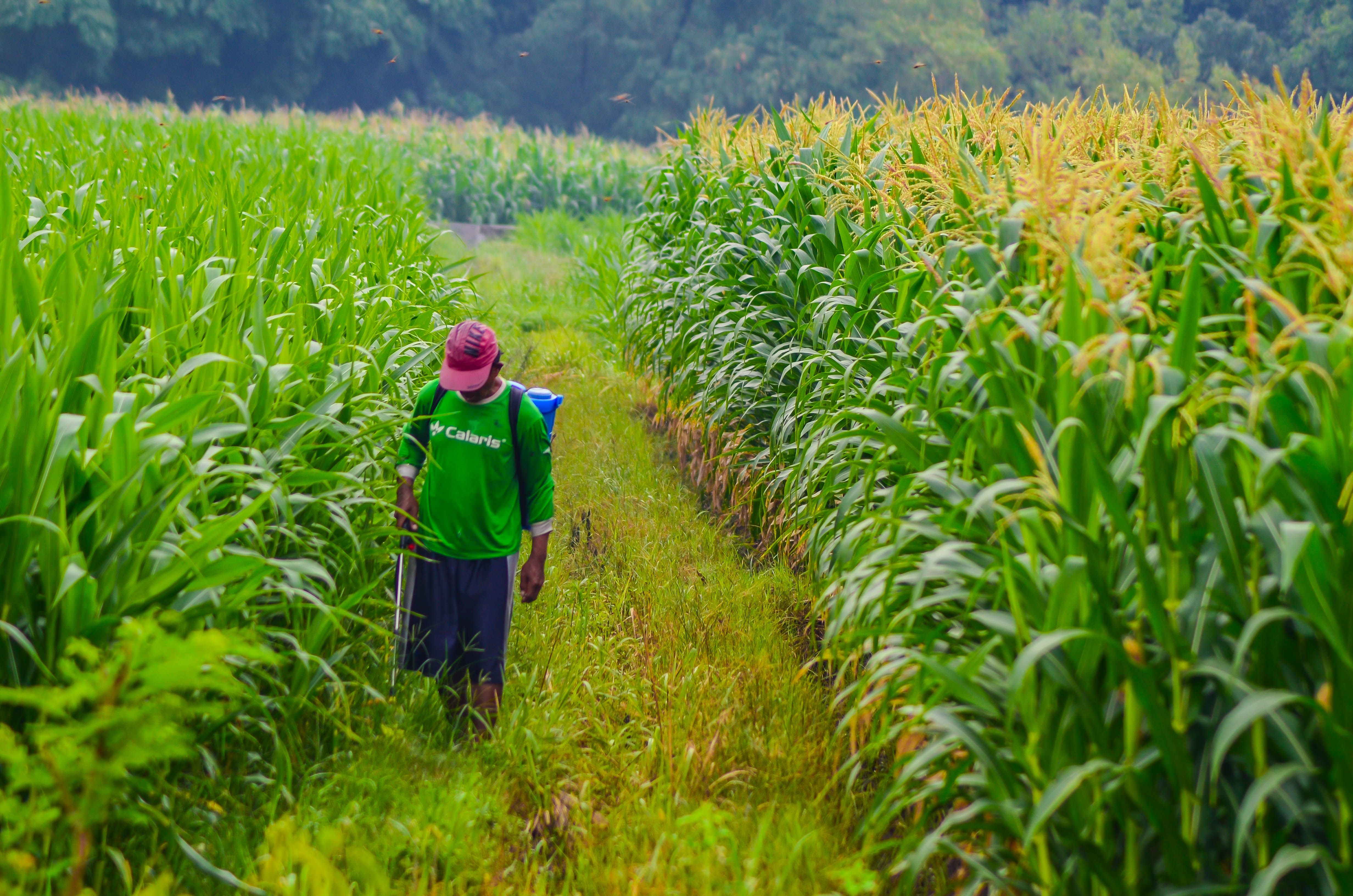 Farmer in Cap on Field · Free Stock Photo