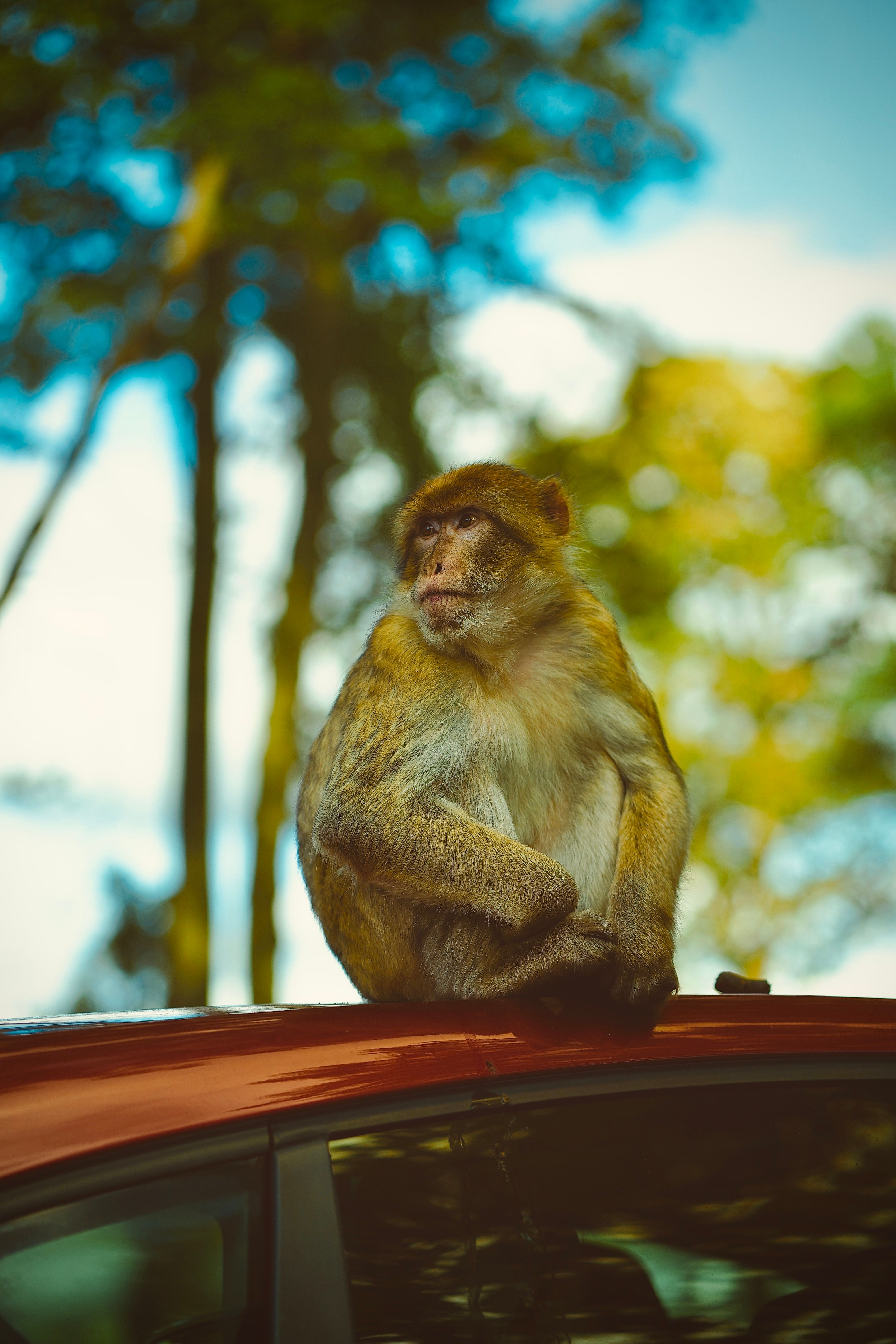 A Monkey Sitting on a Car · Free Stock Photo