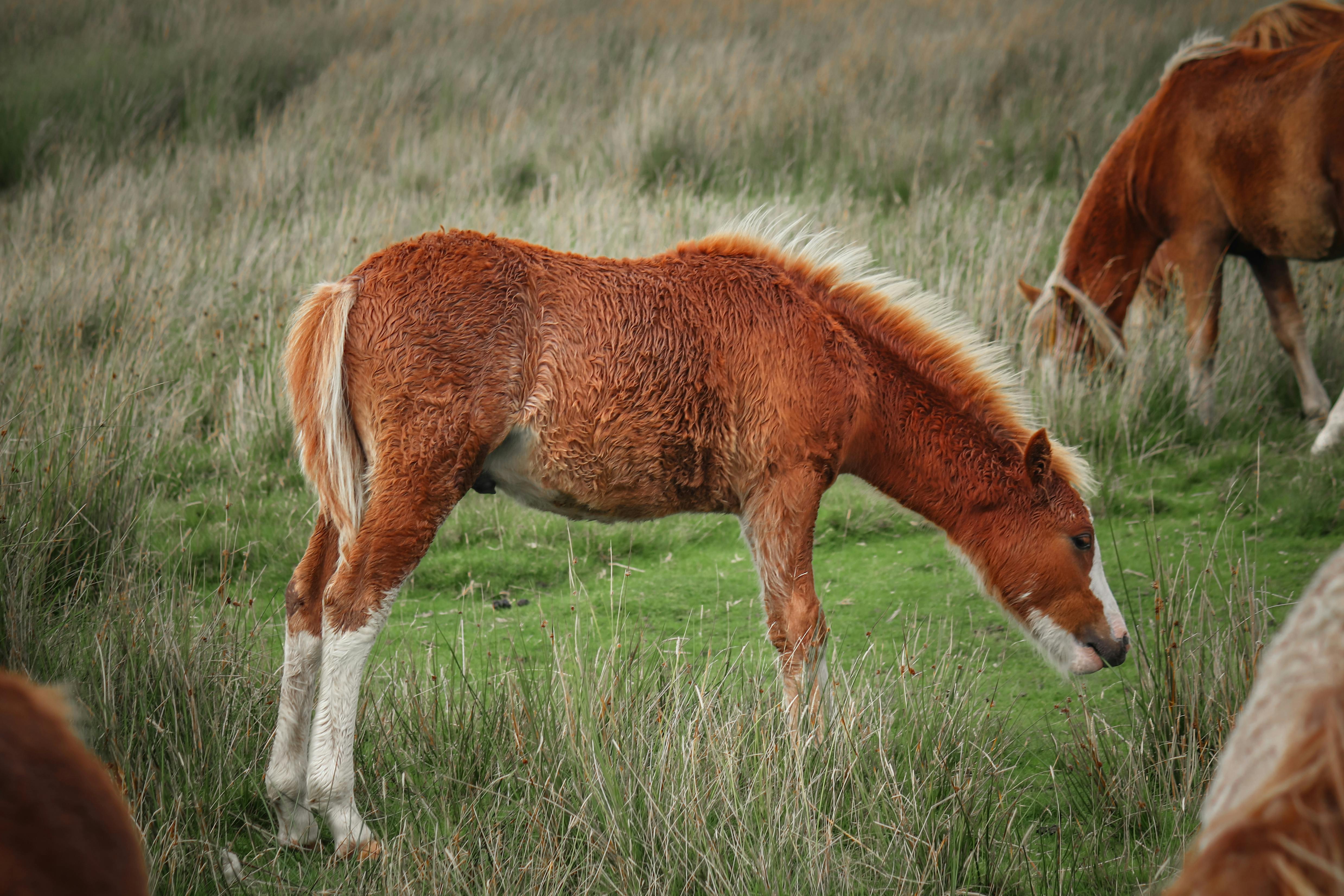 Colt Photos, Download The BEST Free Colt Stock Photos & HD Images