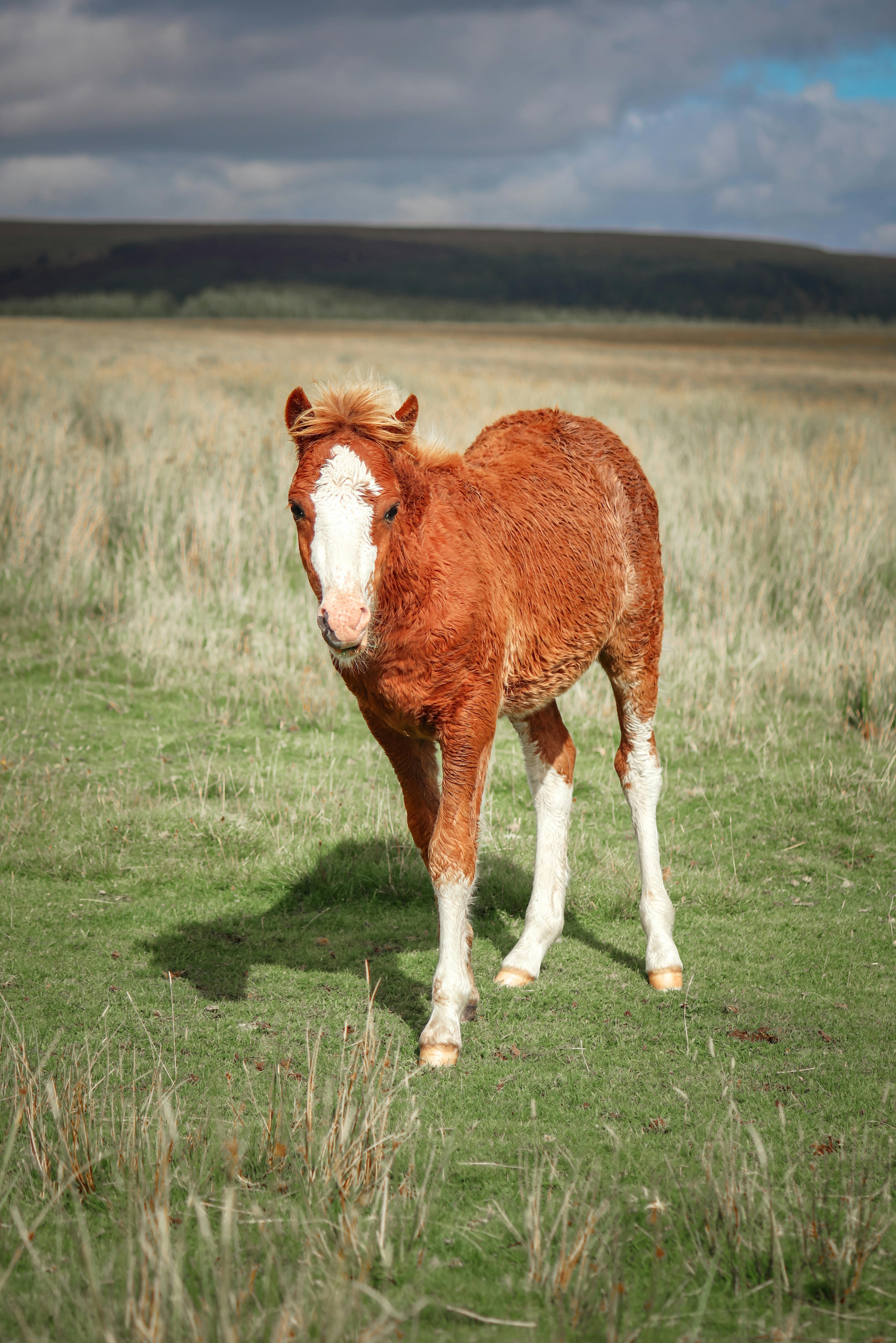 Horse Colt on Grassland · Free Stock Photo