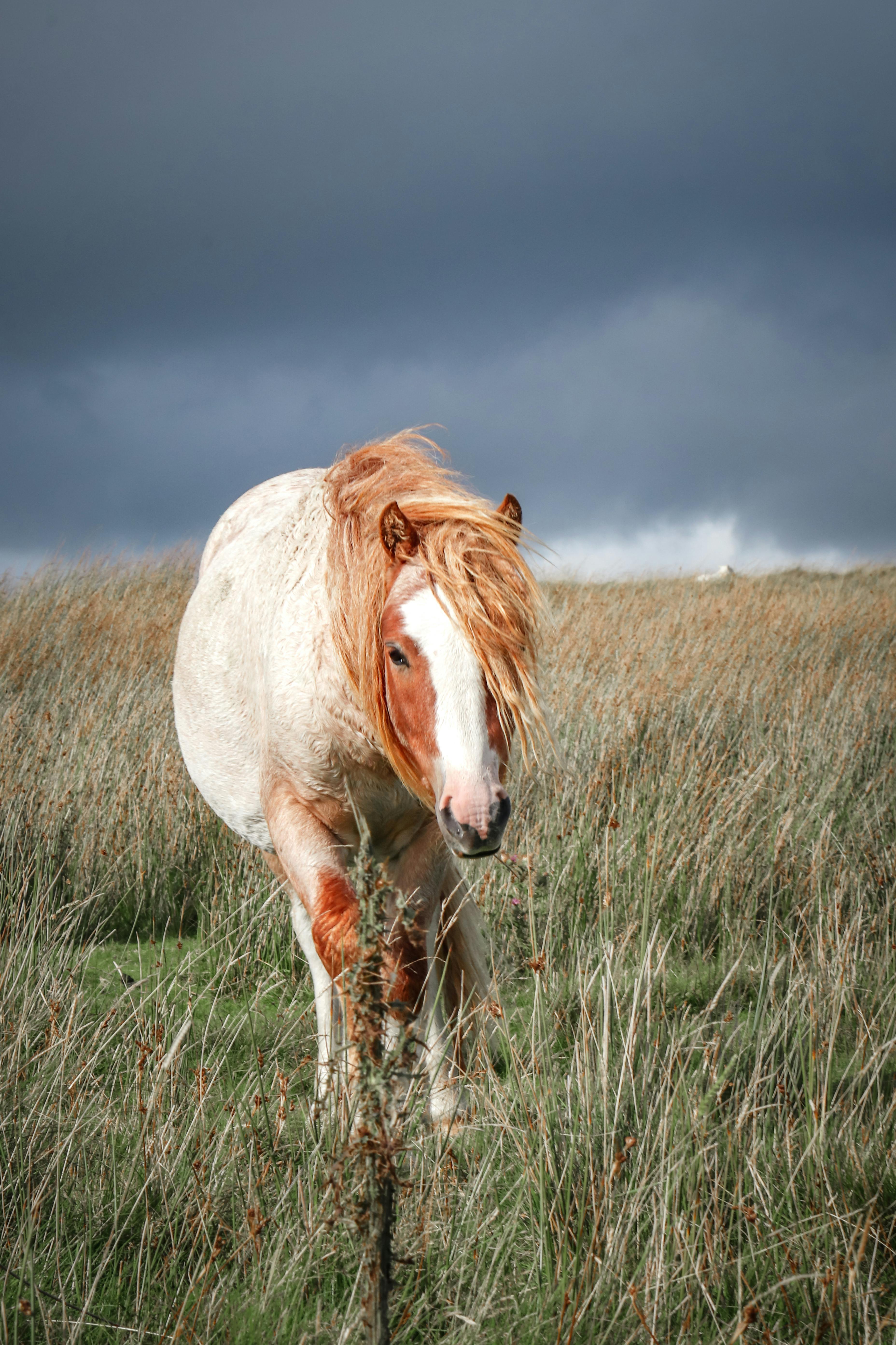 Riding Pony Photos, Download The BEST Free Riding Pony Stock Photos ...