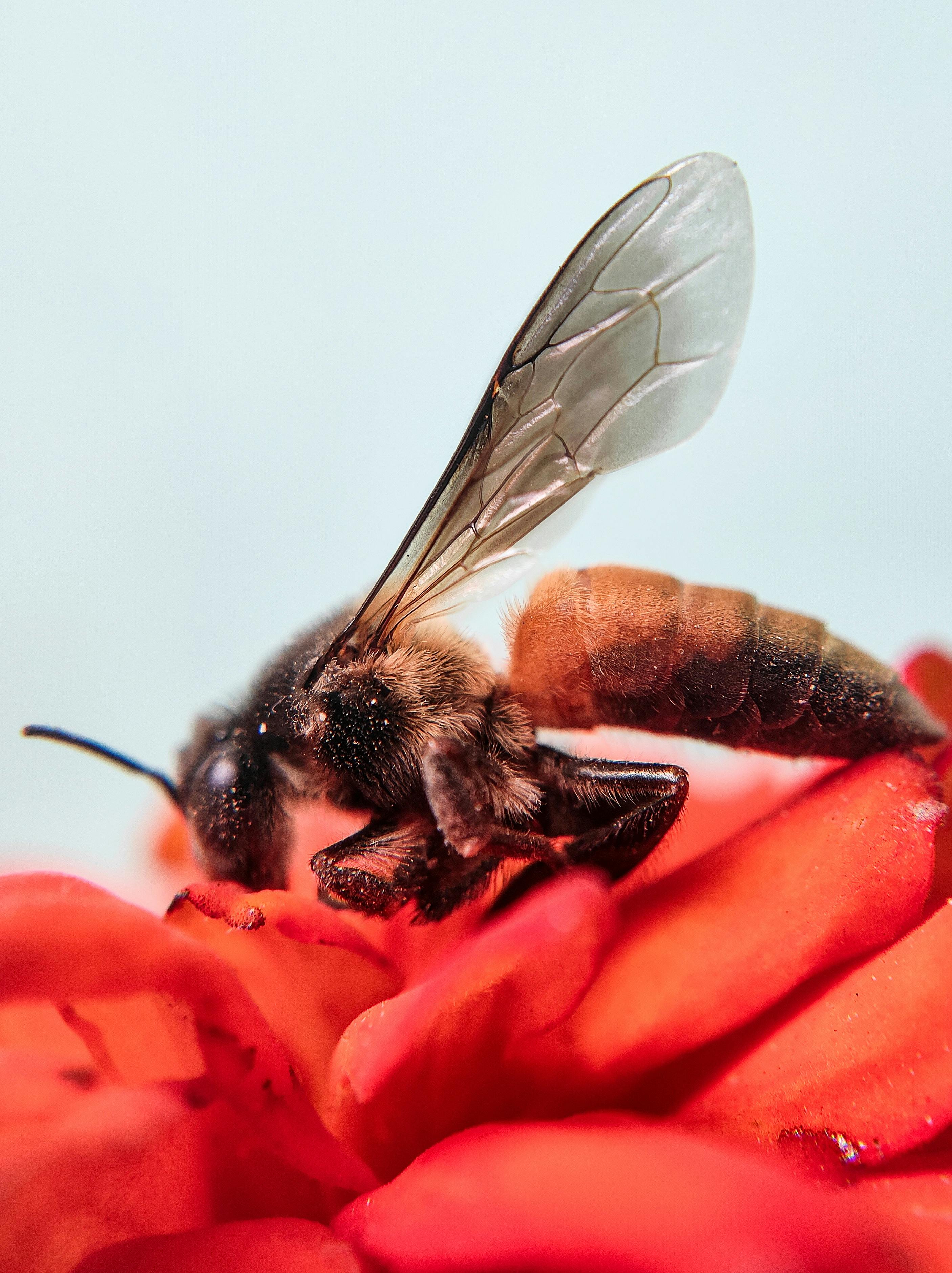 Close up of a Bee · Free Stock Photo