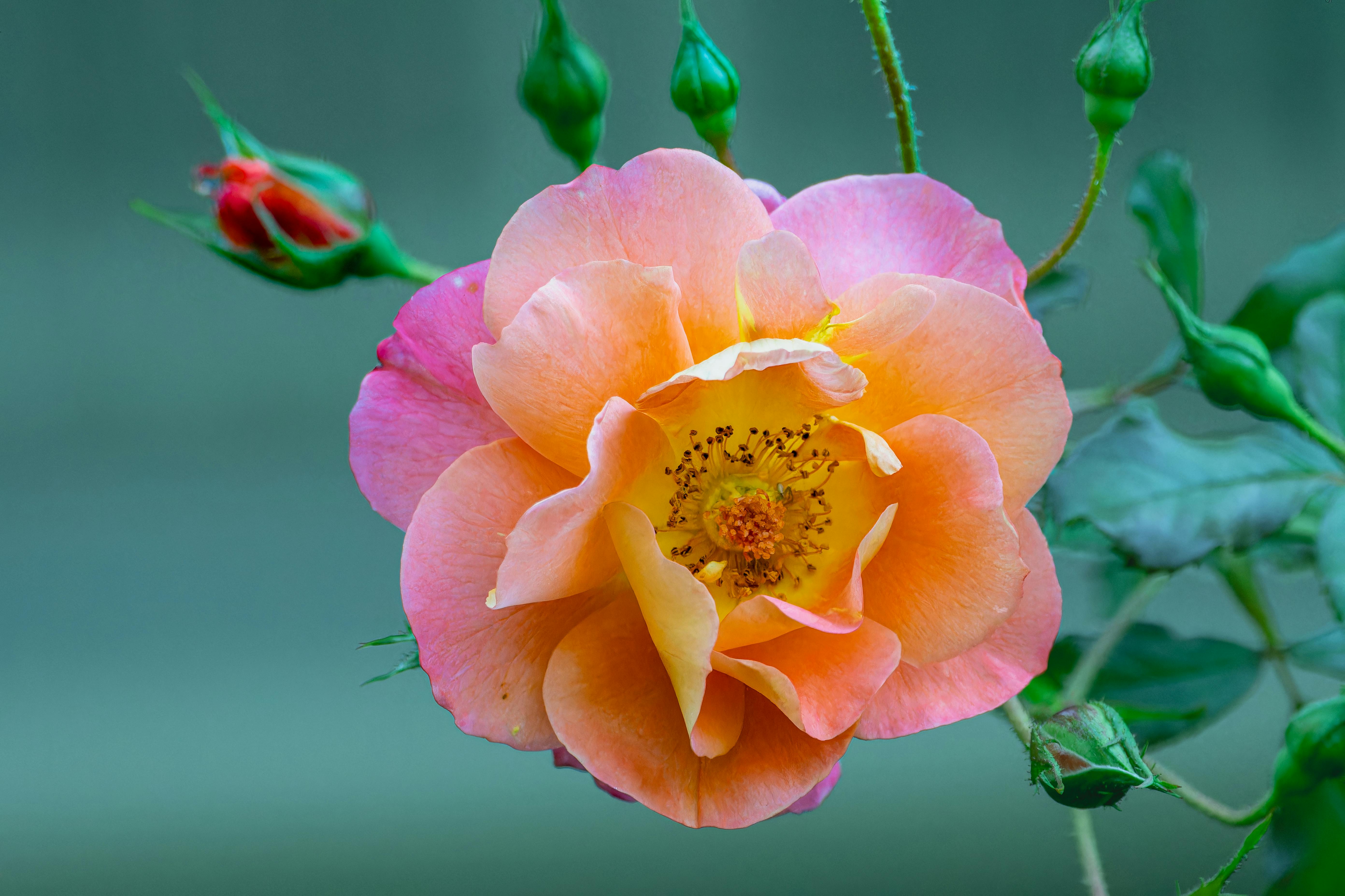 Horticultural Plant Photos, Download The BEST Free Horticultural Plant ...