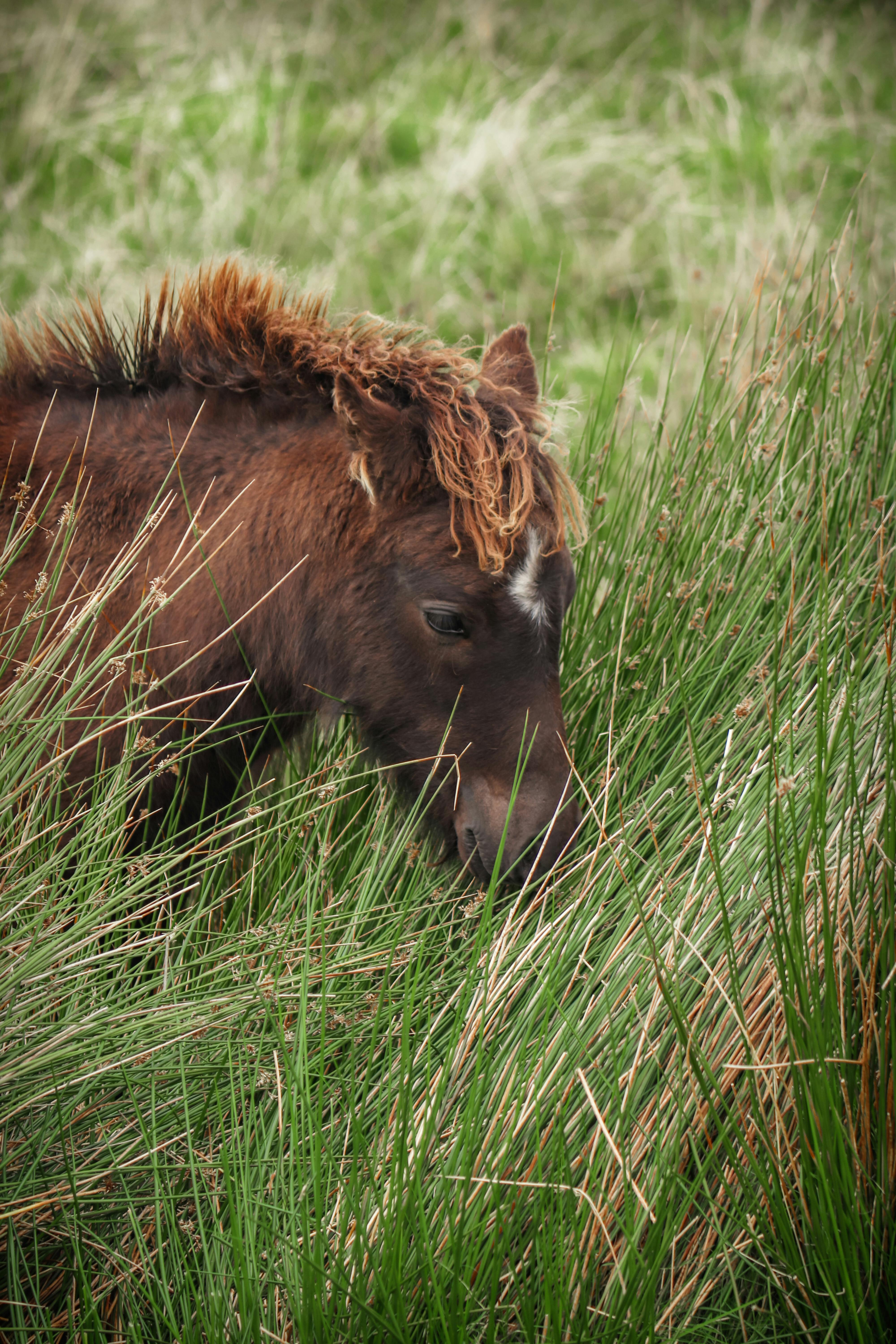 Horse Colt Photos, Download The BEST Free Horse Colt Stock Photos & HD ...