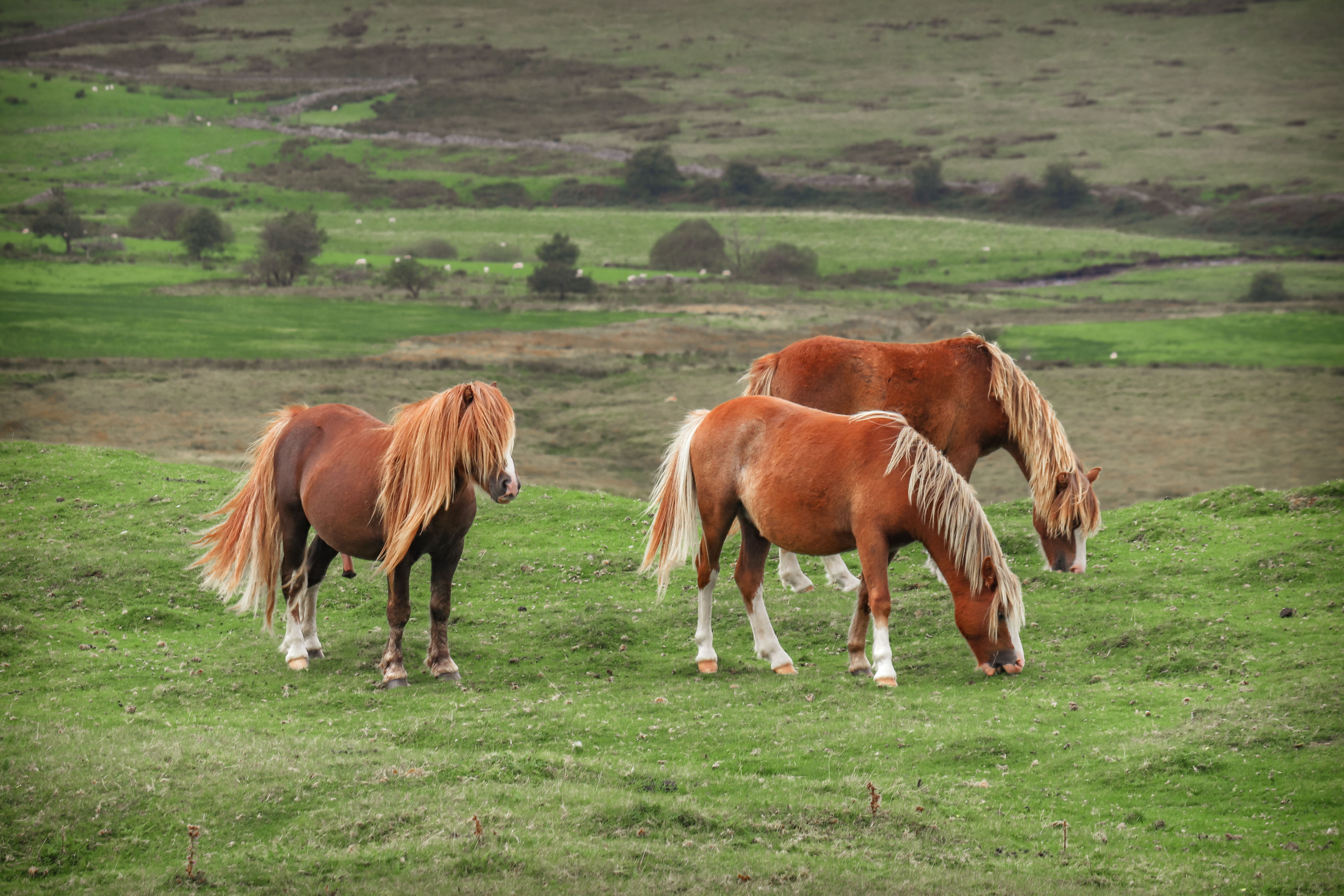 Three Horses in a Field · Free Stock Photo
