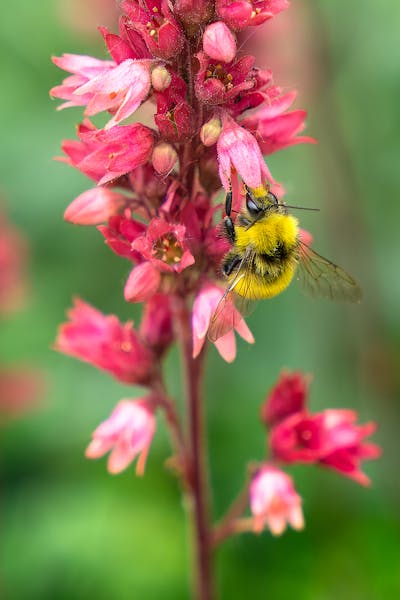 Bumblebee Photos, Download The BEST Free Bumblebee Stock Photos & HD Images