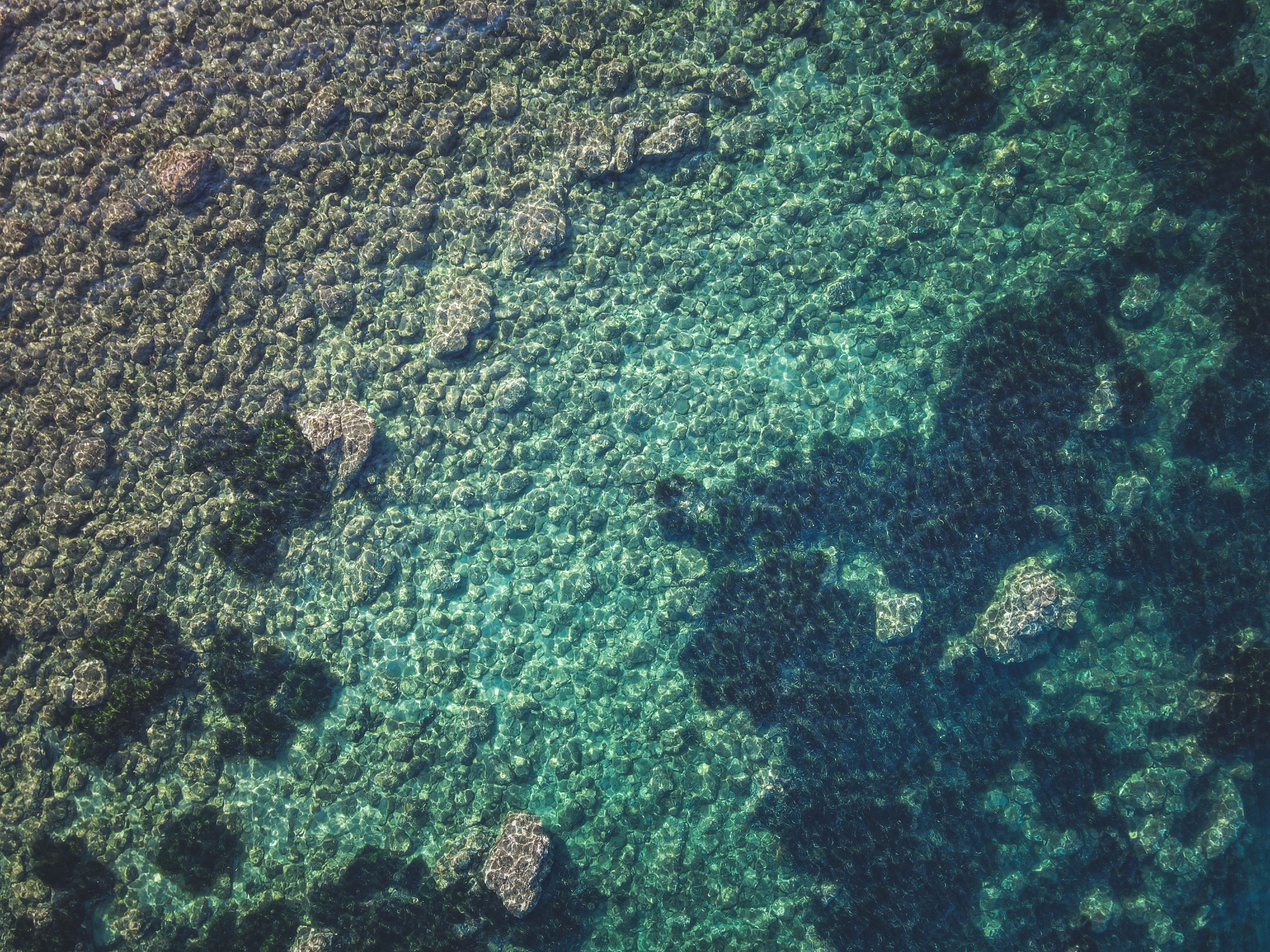 Algae in a Lake · Free Stock Photo