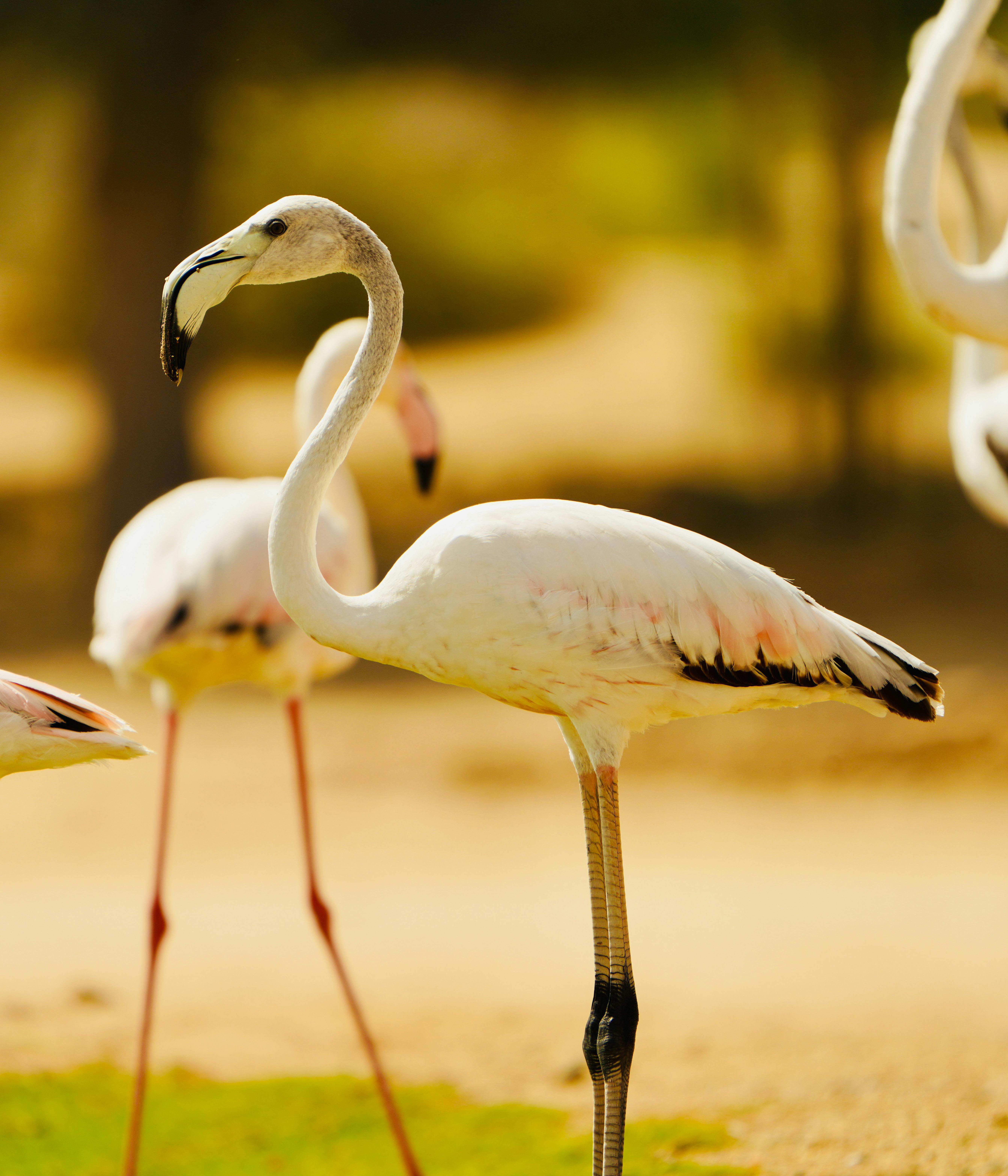 Foto de stock gratuita sobre fotos de animales, aves, aves playeras ...