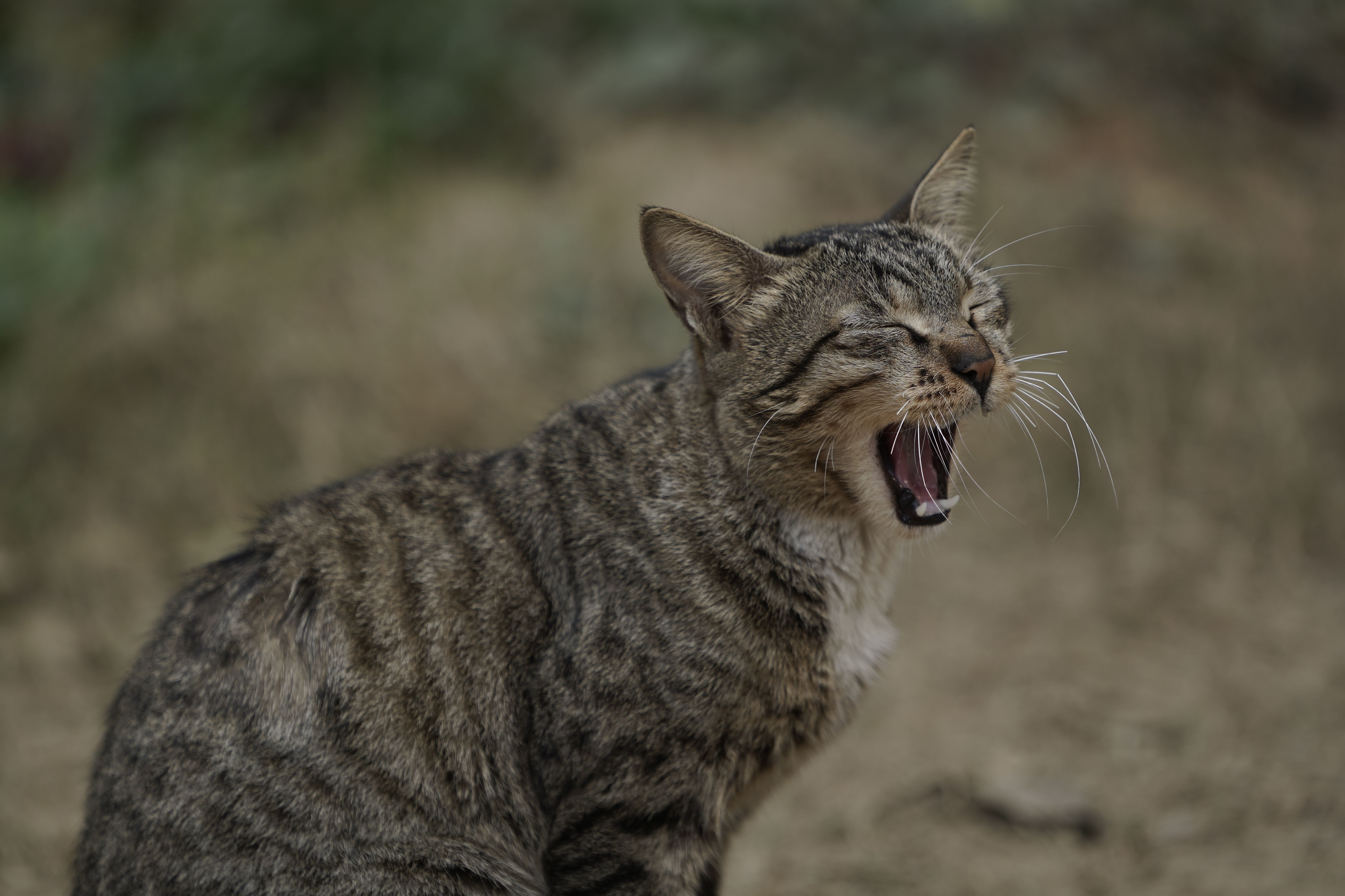 Cat Roar Photos, Download The BEST Free Cat Roar Stock Photos & HD Images