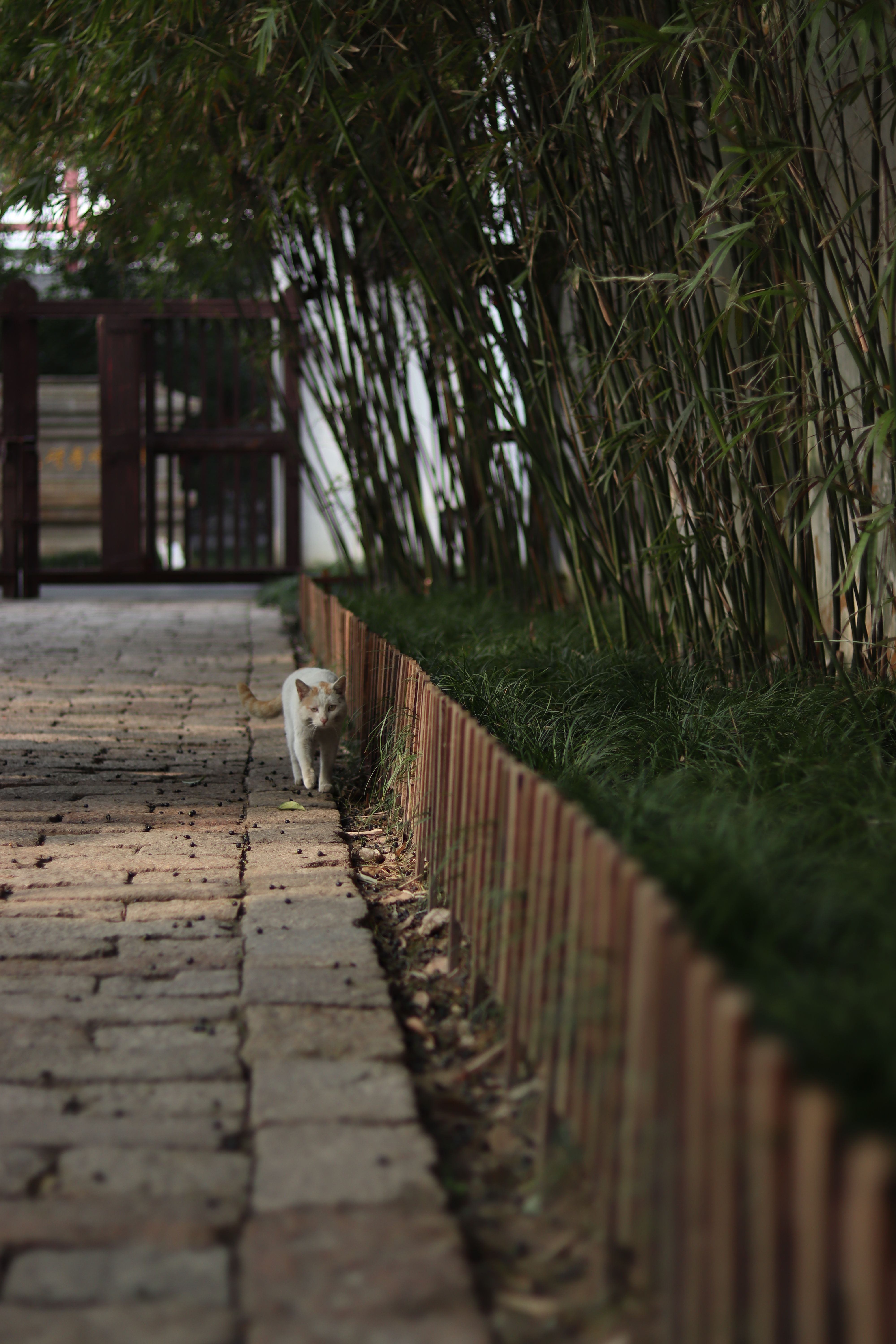 White Cat Walking Along the Sidewalk · Free Stock Photo