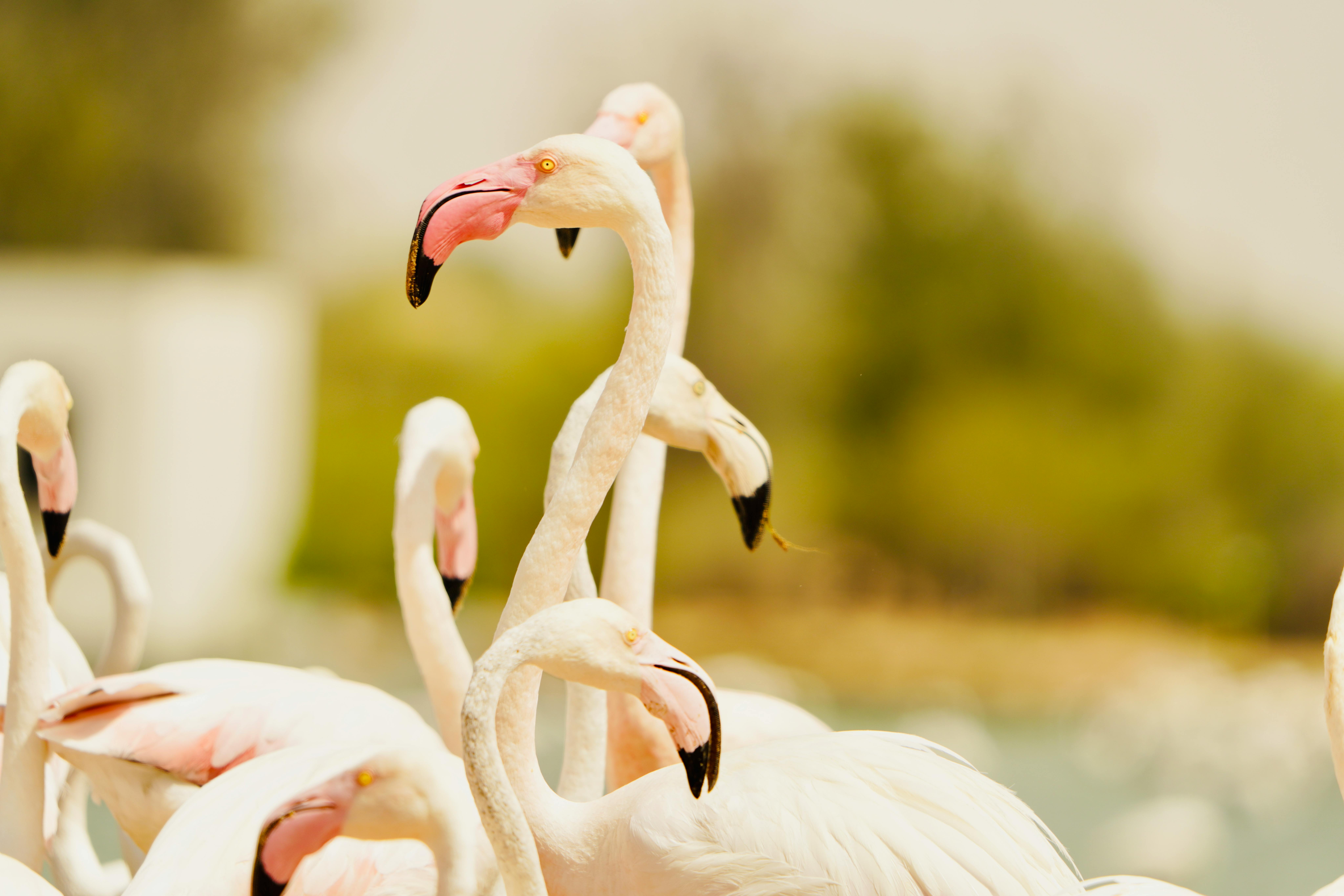 Flock of flamingos walking on shore · Free Stock Photo