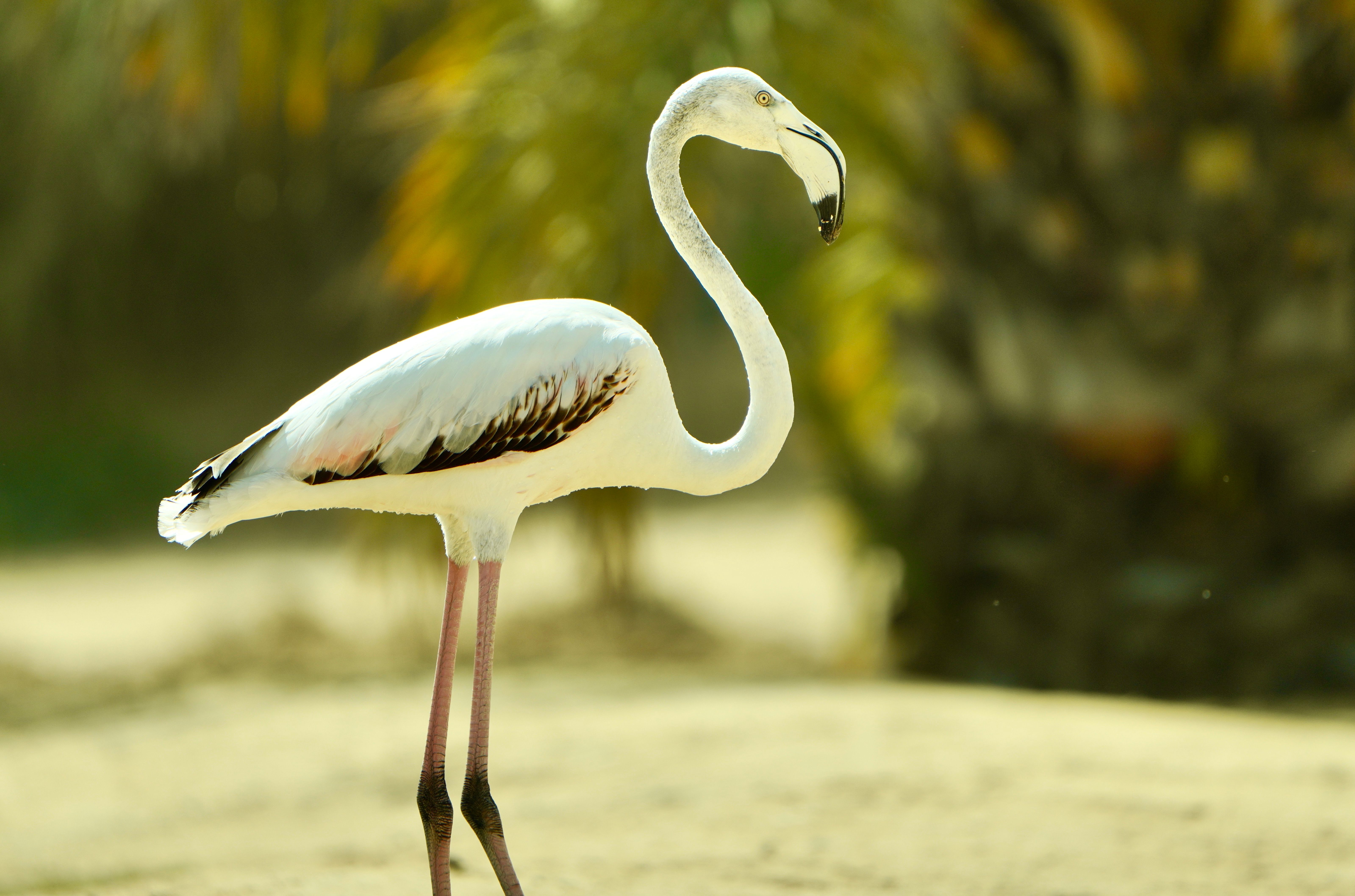 White Flamingo in Summer · Free Stock Photo