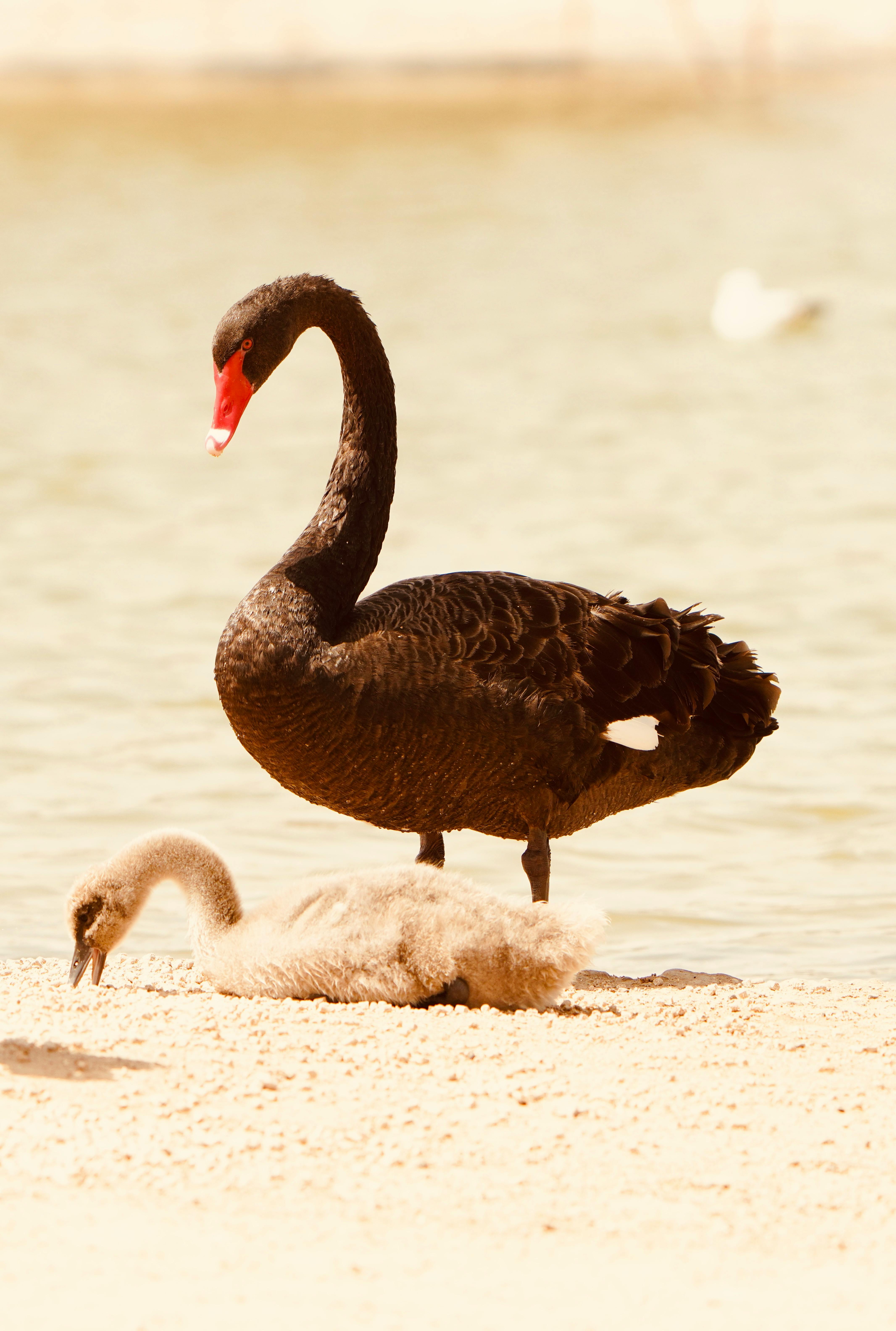 Black Swan Caring about a Cygnet · Free Stock Photo