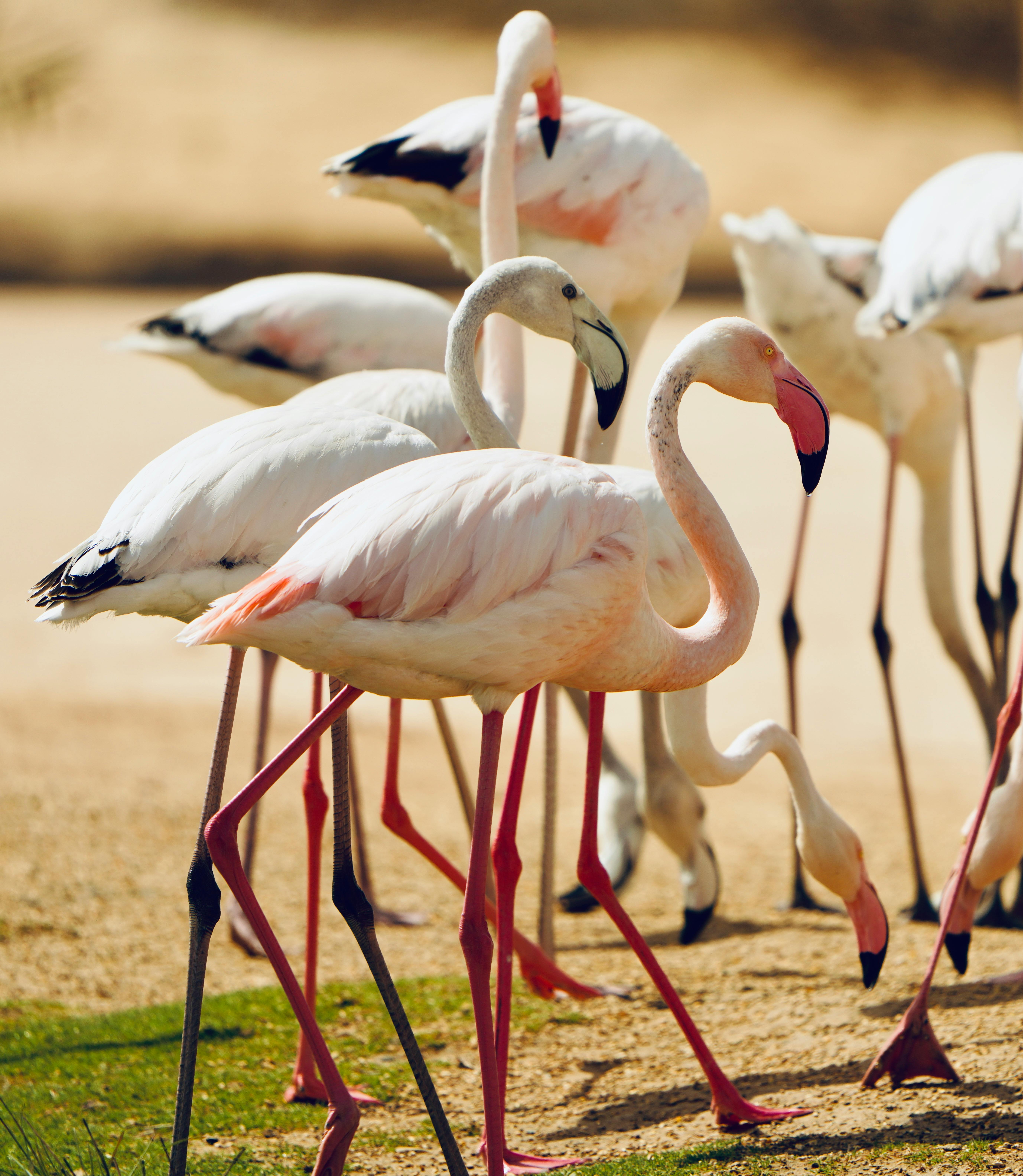 Group of Flamingos Walking on the Sand · Free Stock Photo