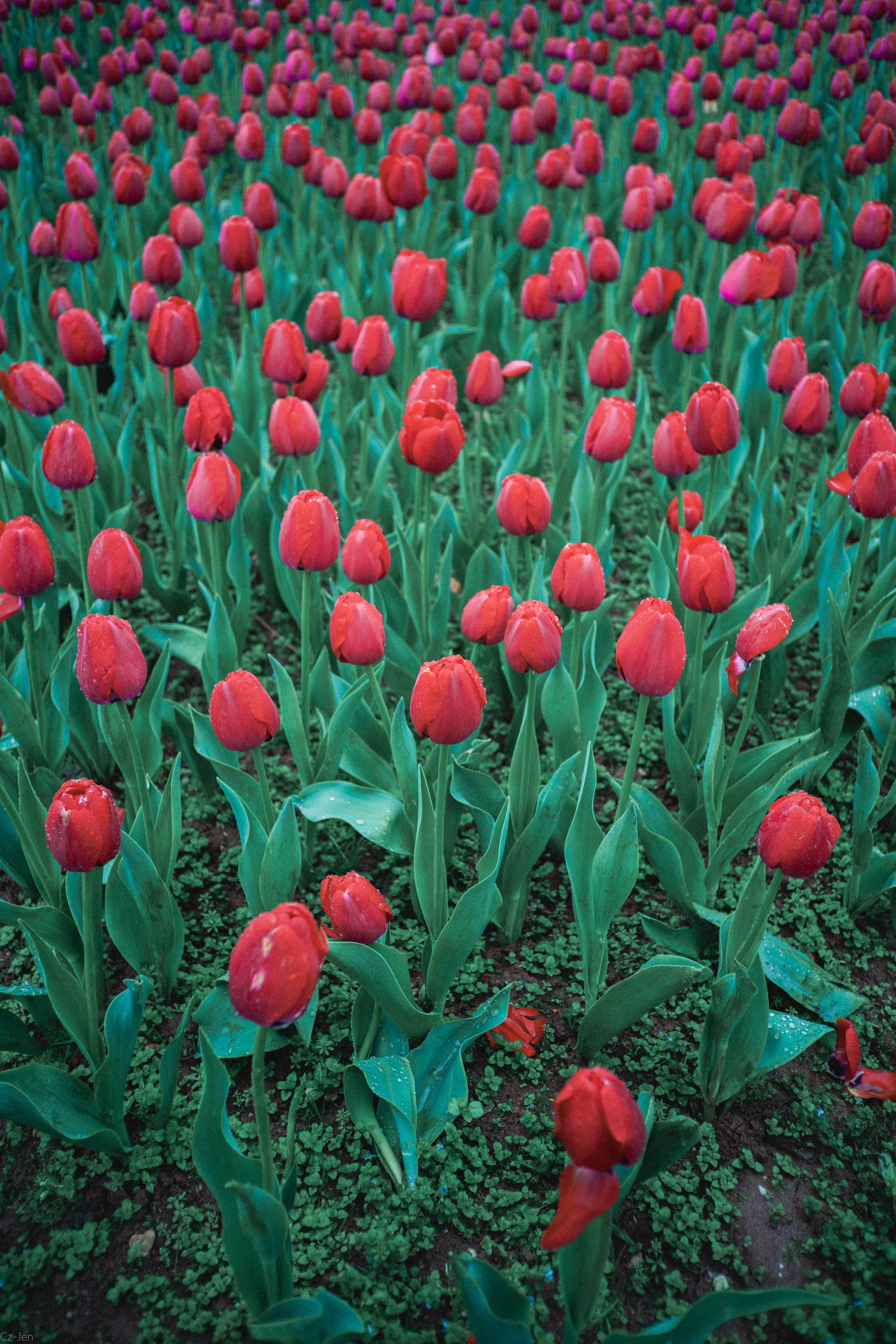 Field of red tulips · Free Stock Photo
