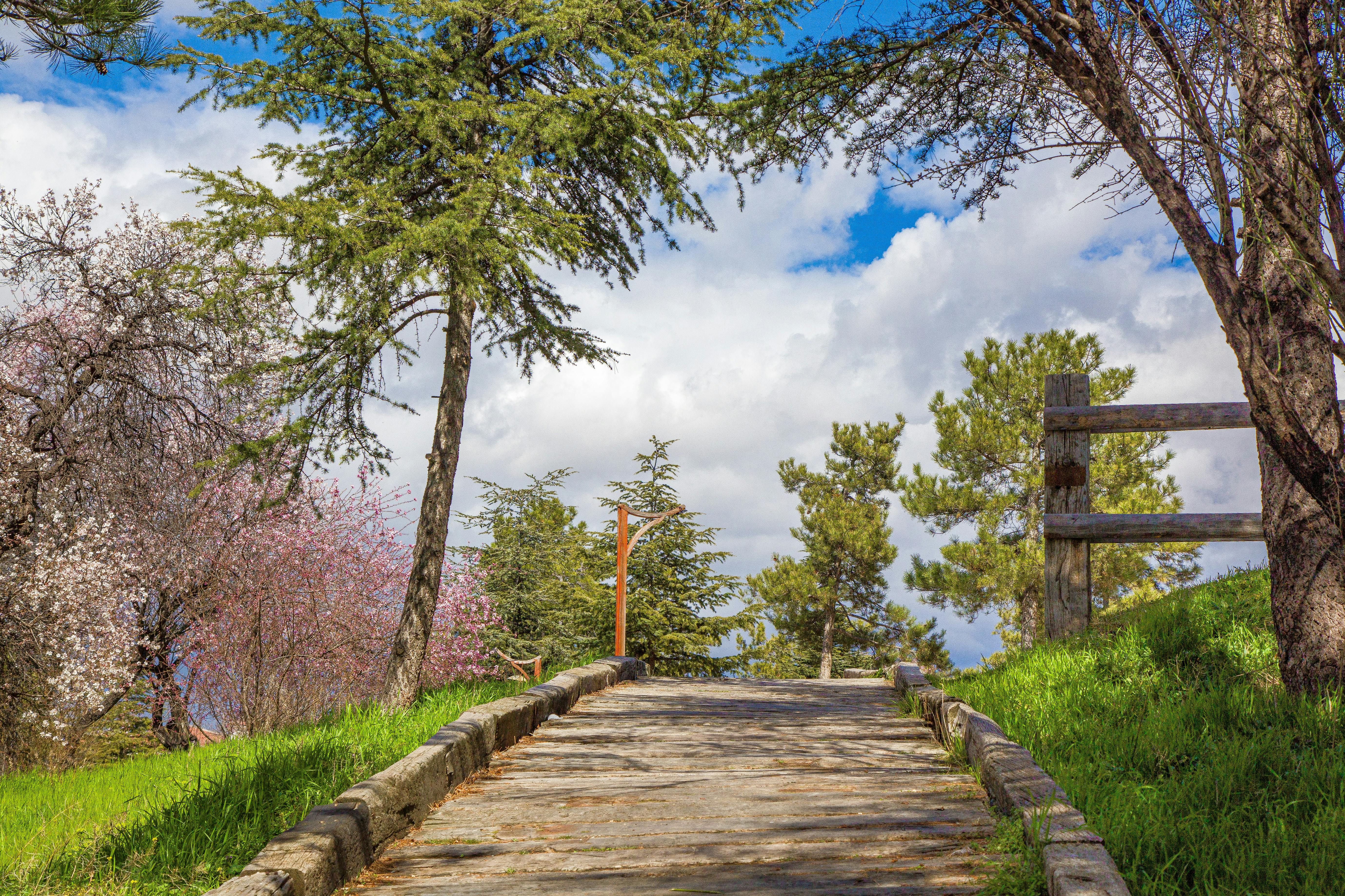 Path Among Trees in a Park · Free Stock Photo