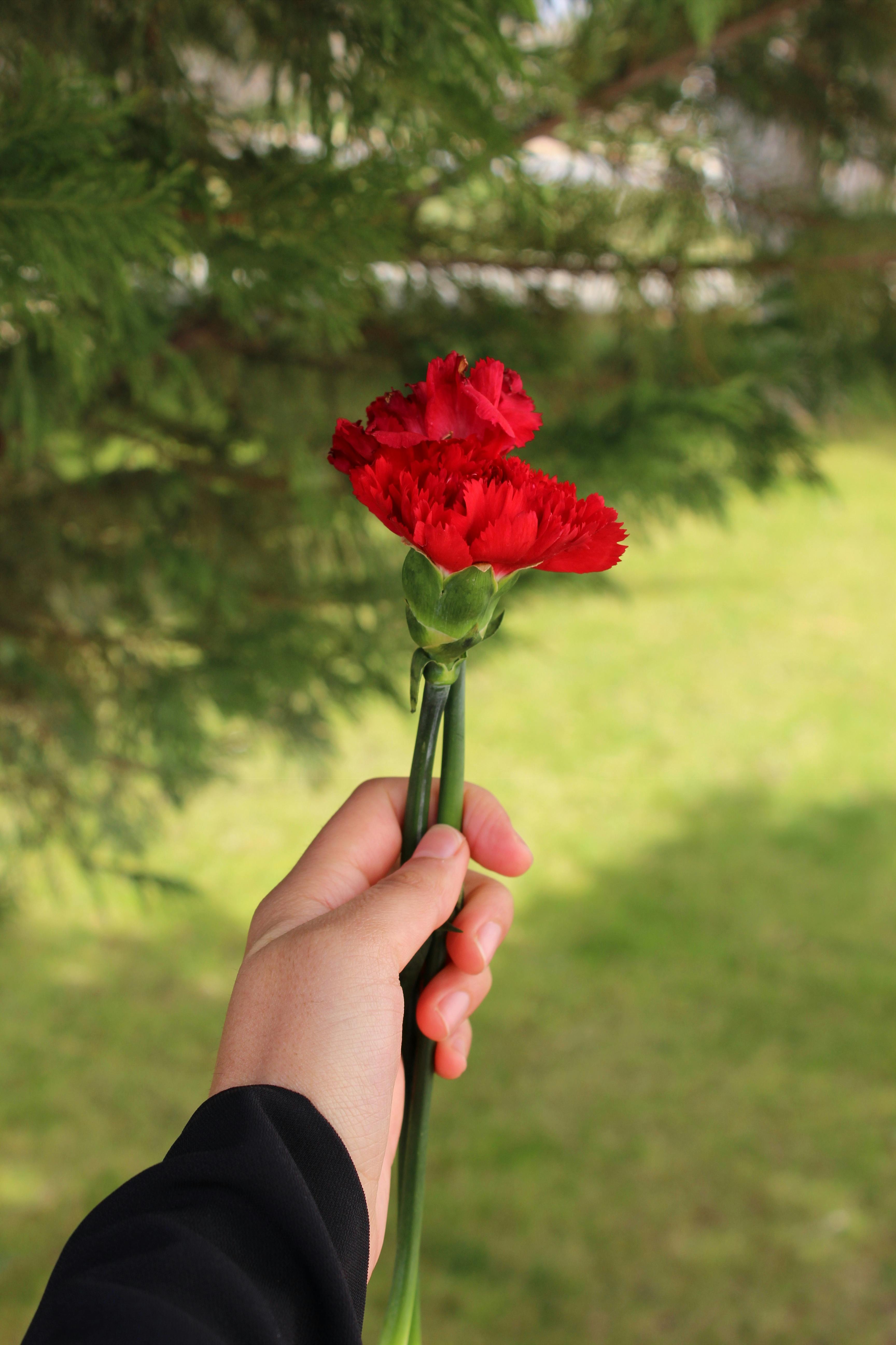 Woman Holding Red Roses in a Park · Free Stock Photo
