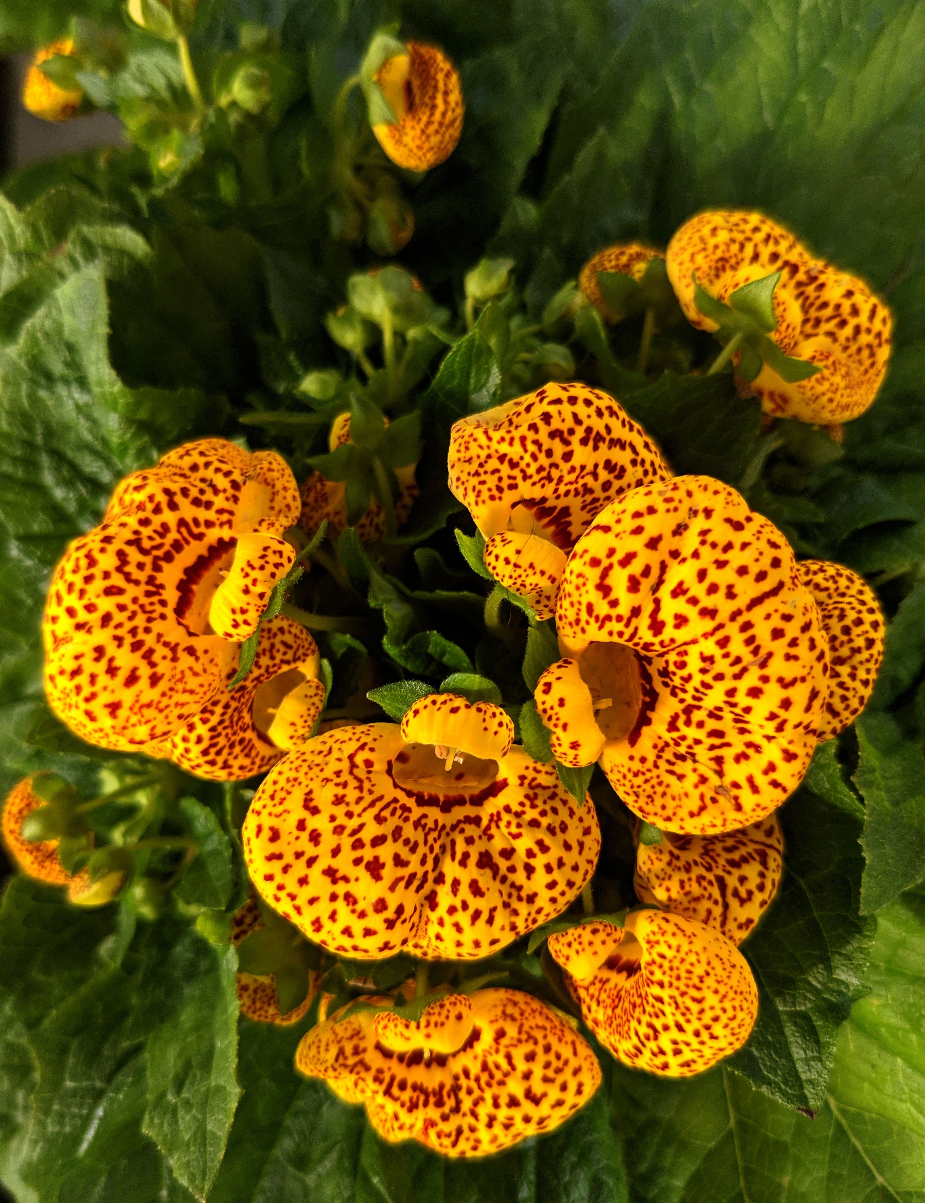 Red And Gold Flower Photos, Download The BEST Free Red And Gold Flower ...
