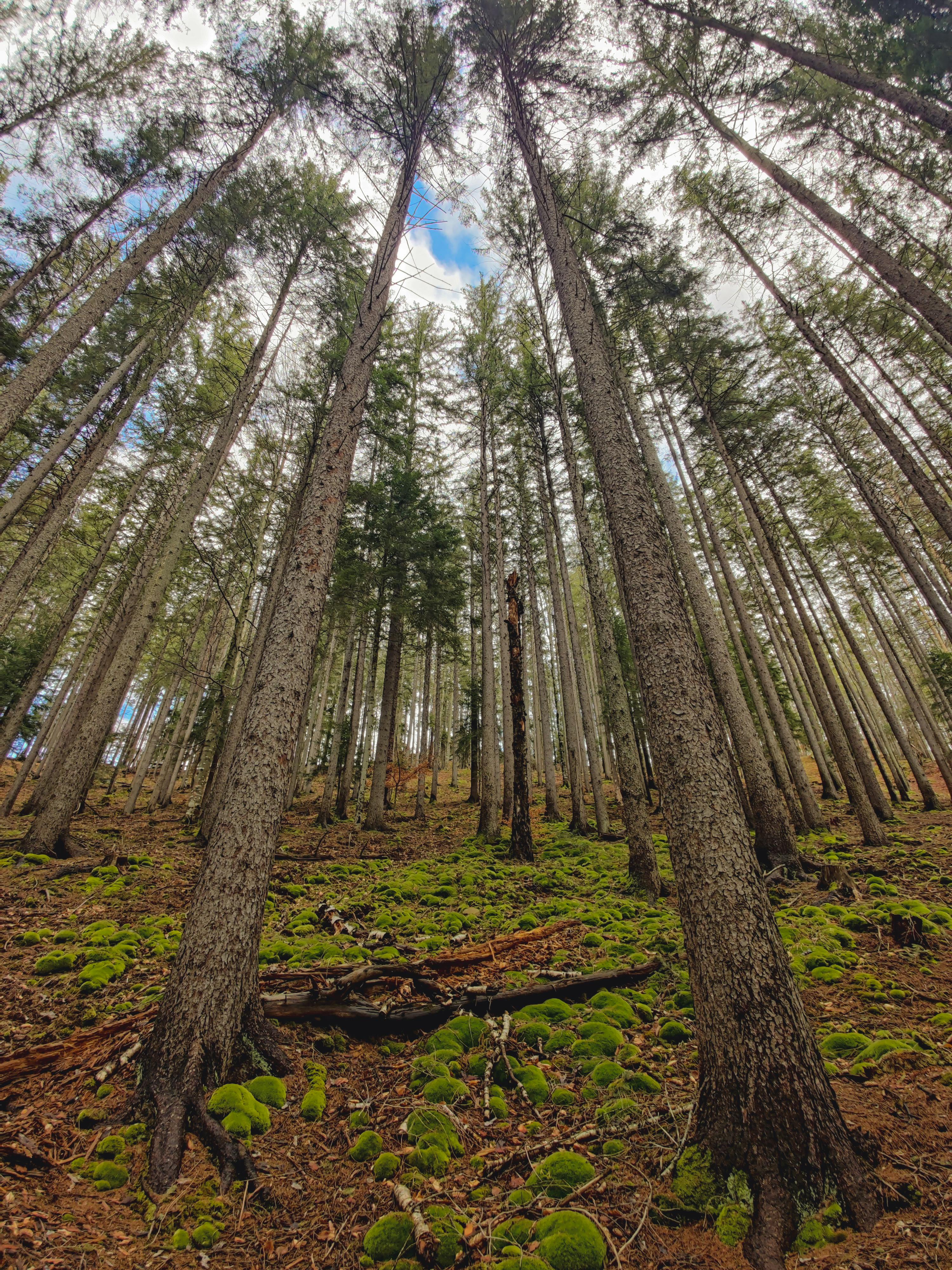 Rows of Trees in the Woods · Free Stock Photo
