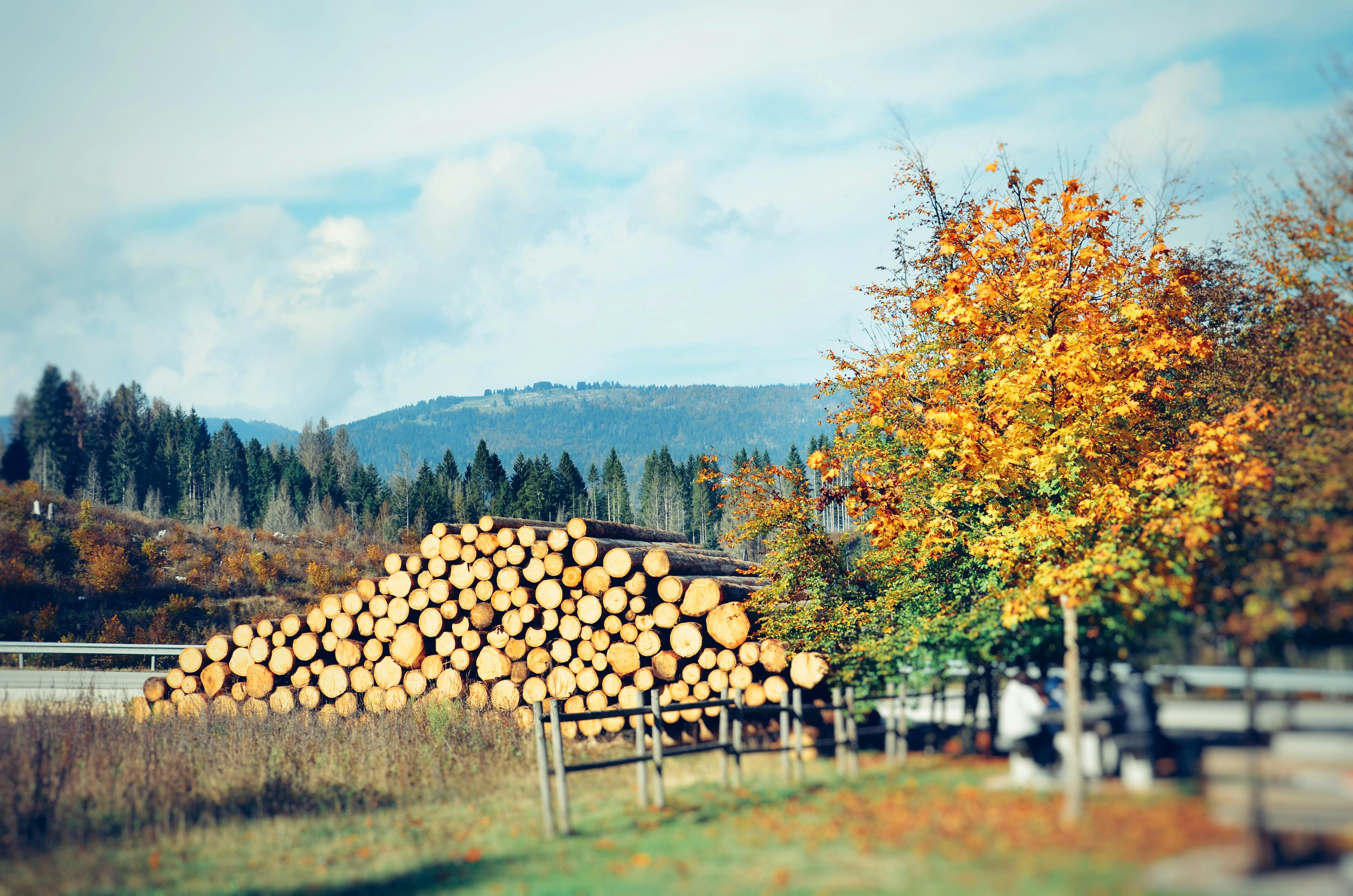 A pile of logs in the fall · Free Stock Photo