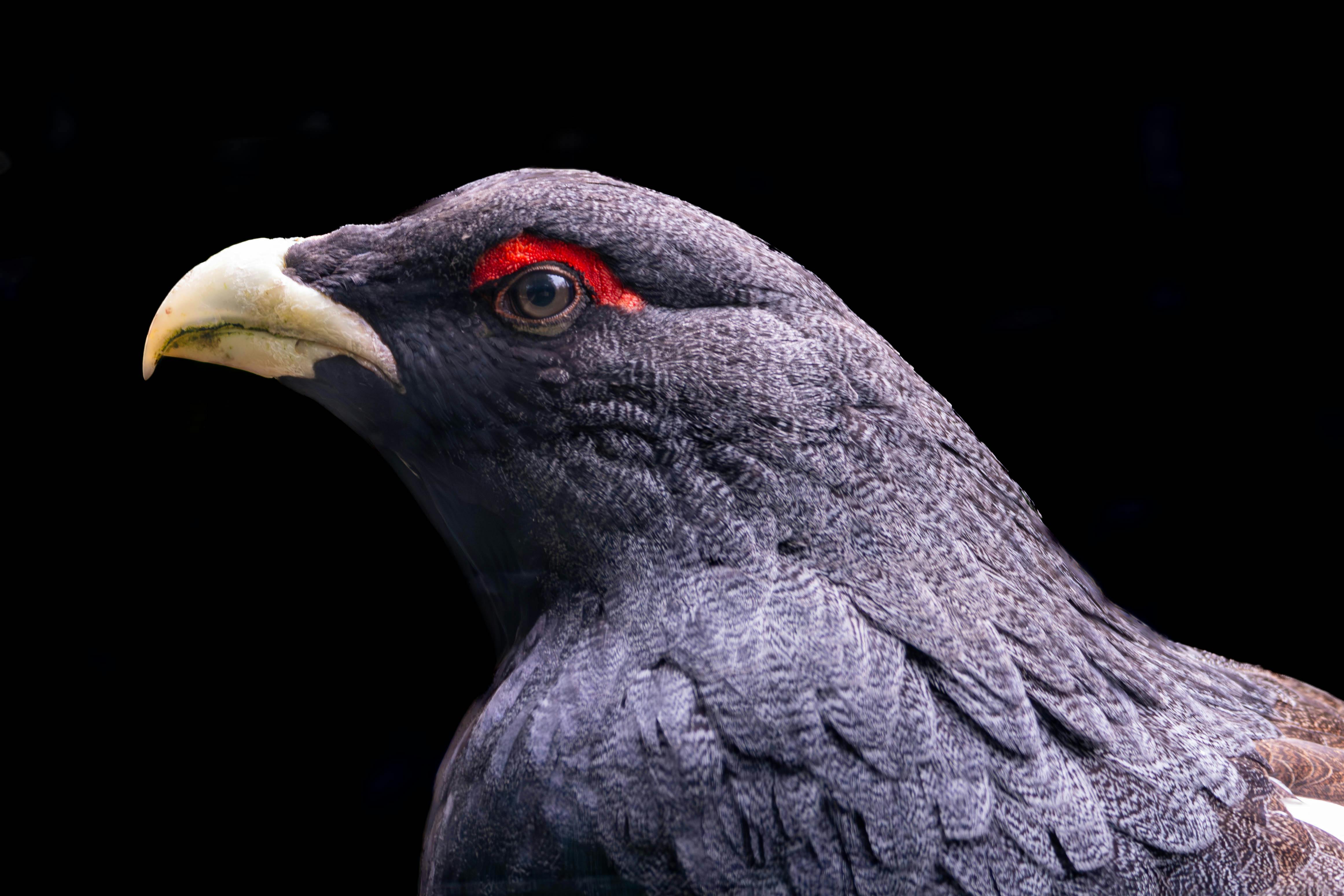 Sharptail Grouse Photos, Download The BEST Free Sharptail Grouse Stock ...