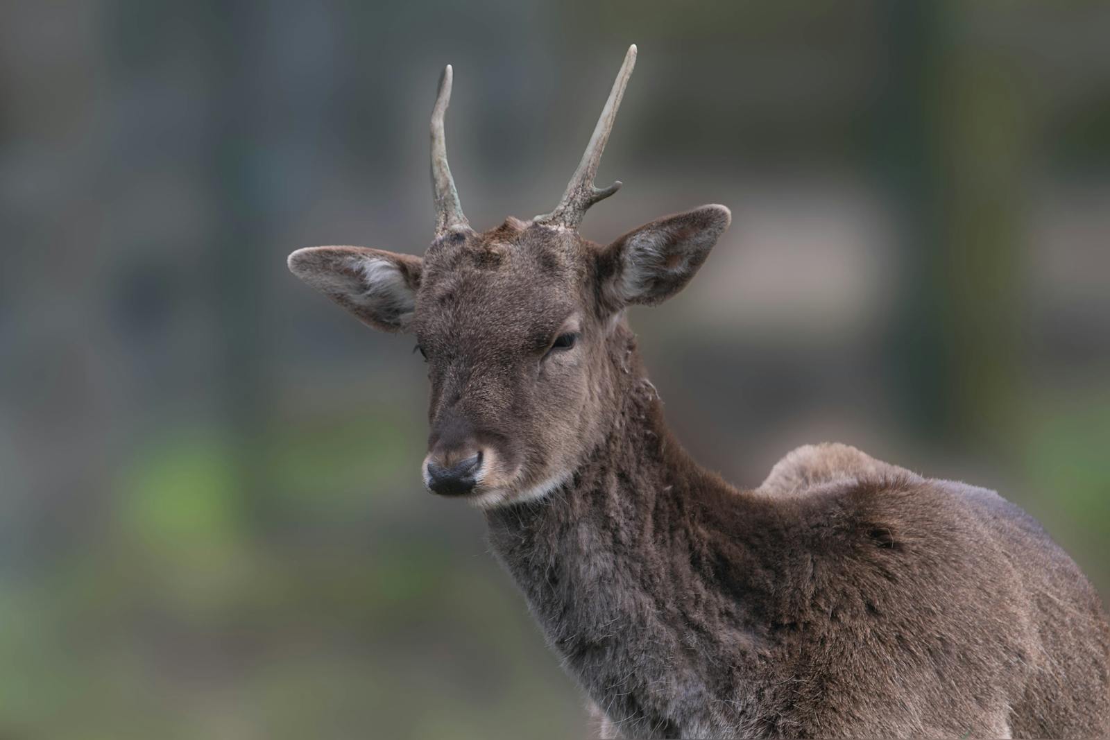 Forest Animal Photos, Download The BEST Free Forest Animal Stock Photos ...