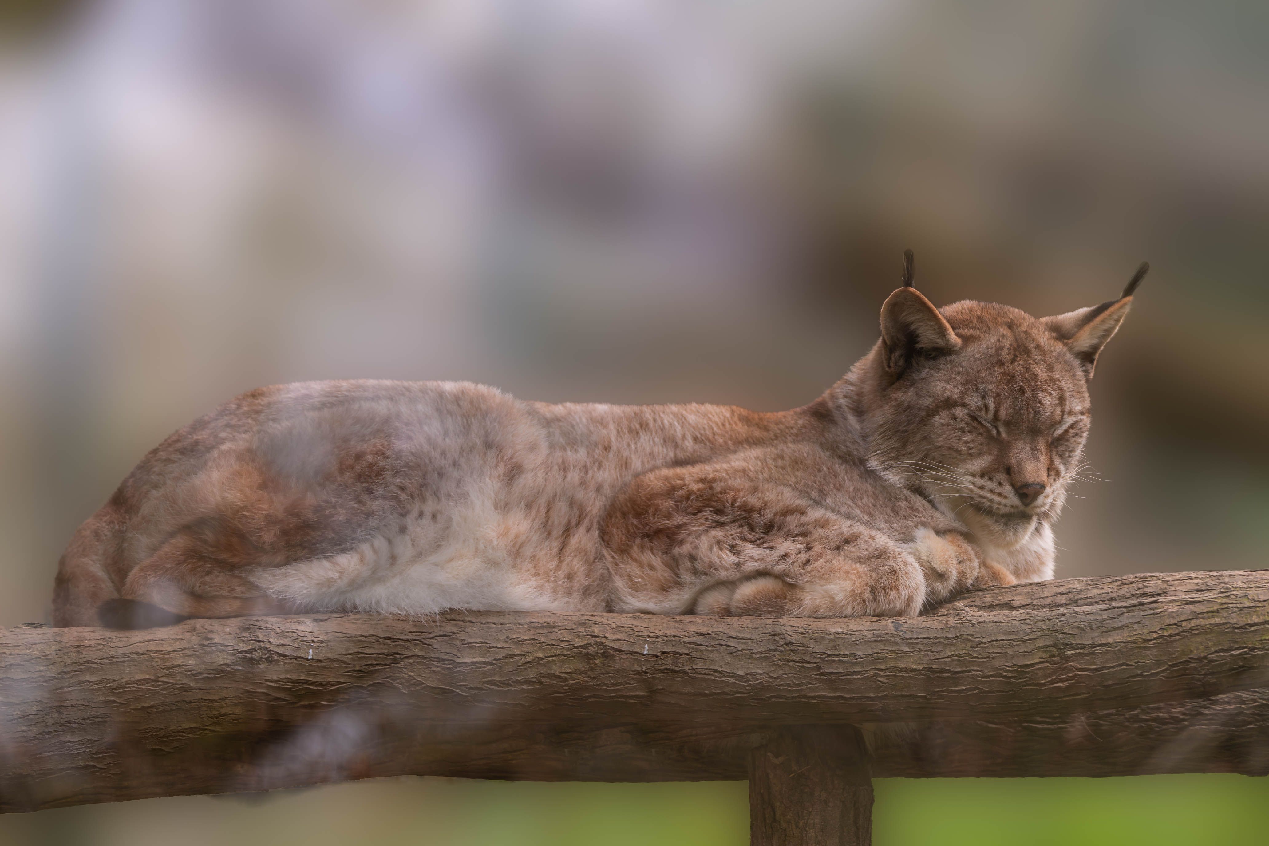 Lynx Cat Sleeping on Wooden Pole · Free Stock Photo