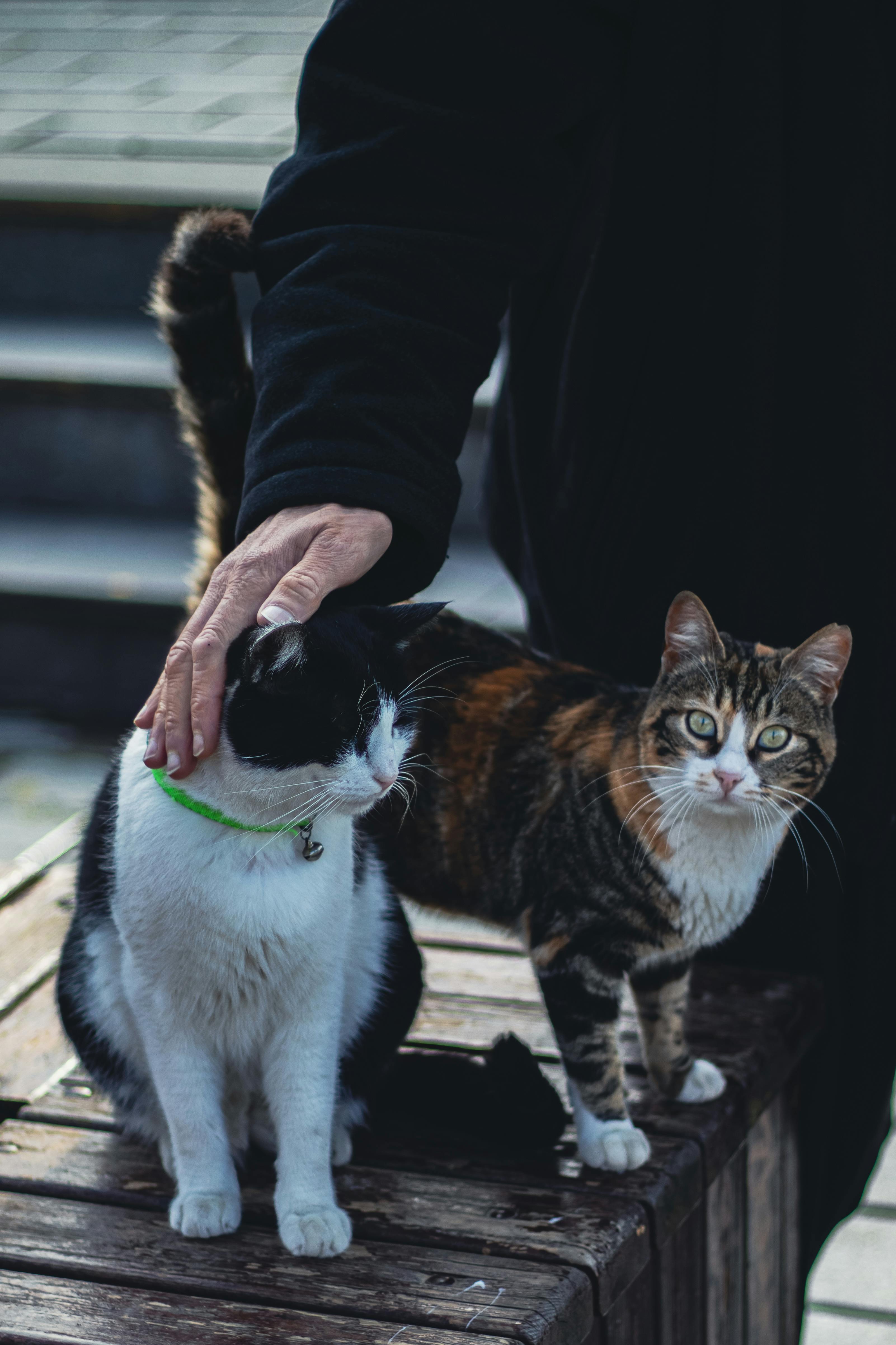 Man Petting Cats on a Street · Free Stock Photo