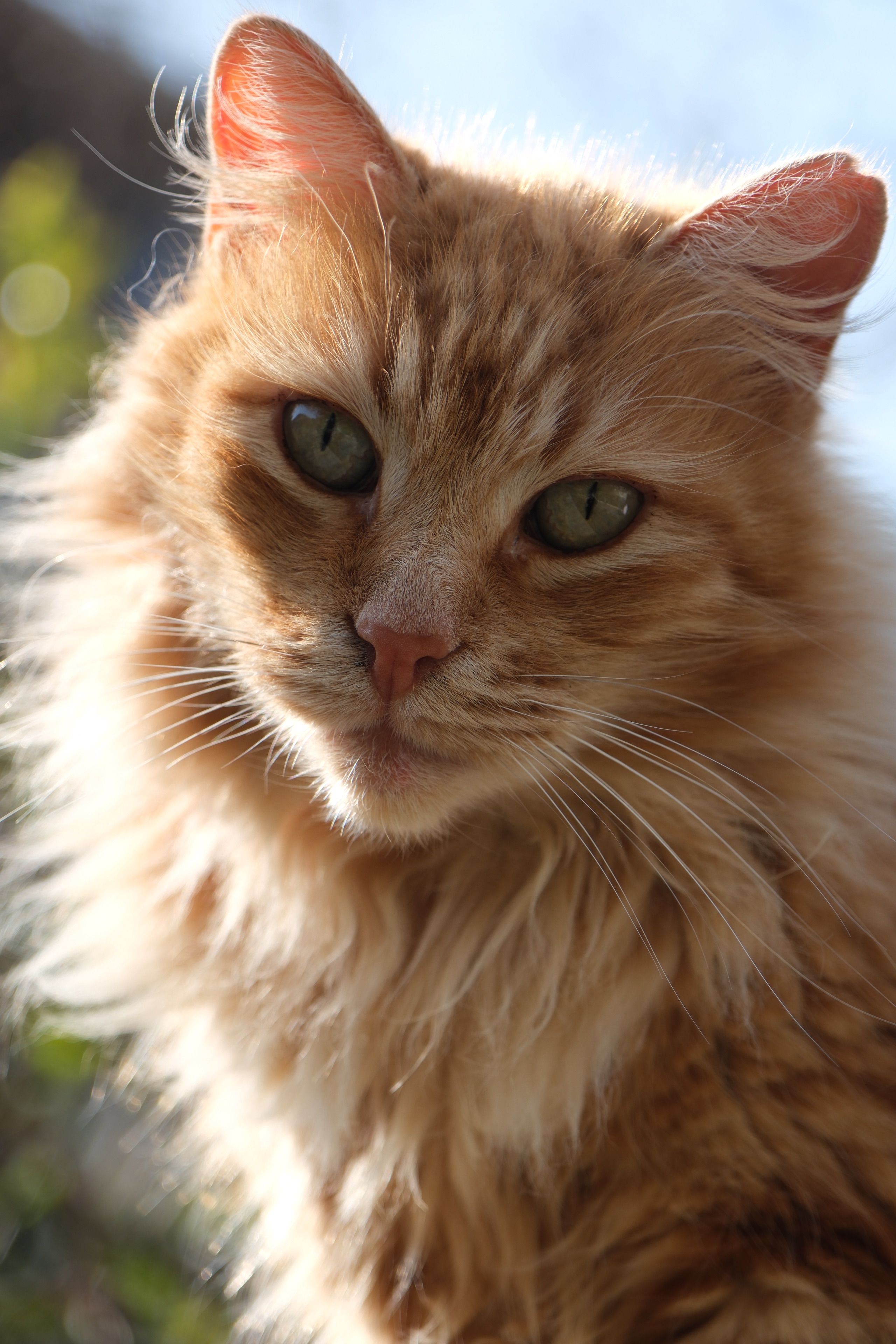 Cat Face Furry Hd The Cold Stare Of The Beast Fully Focused And Listen
