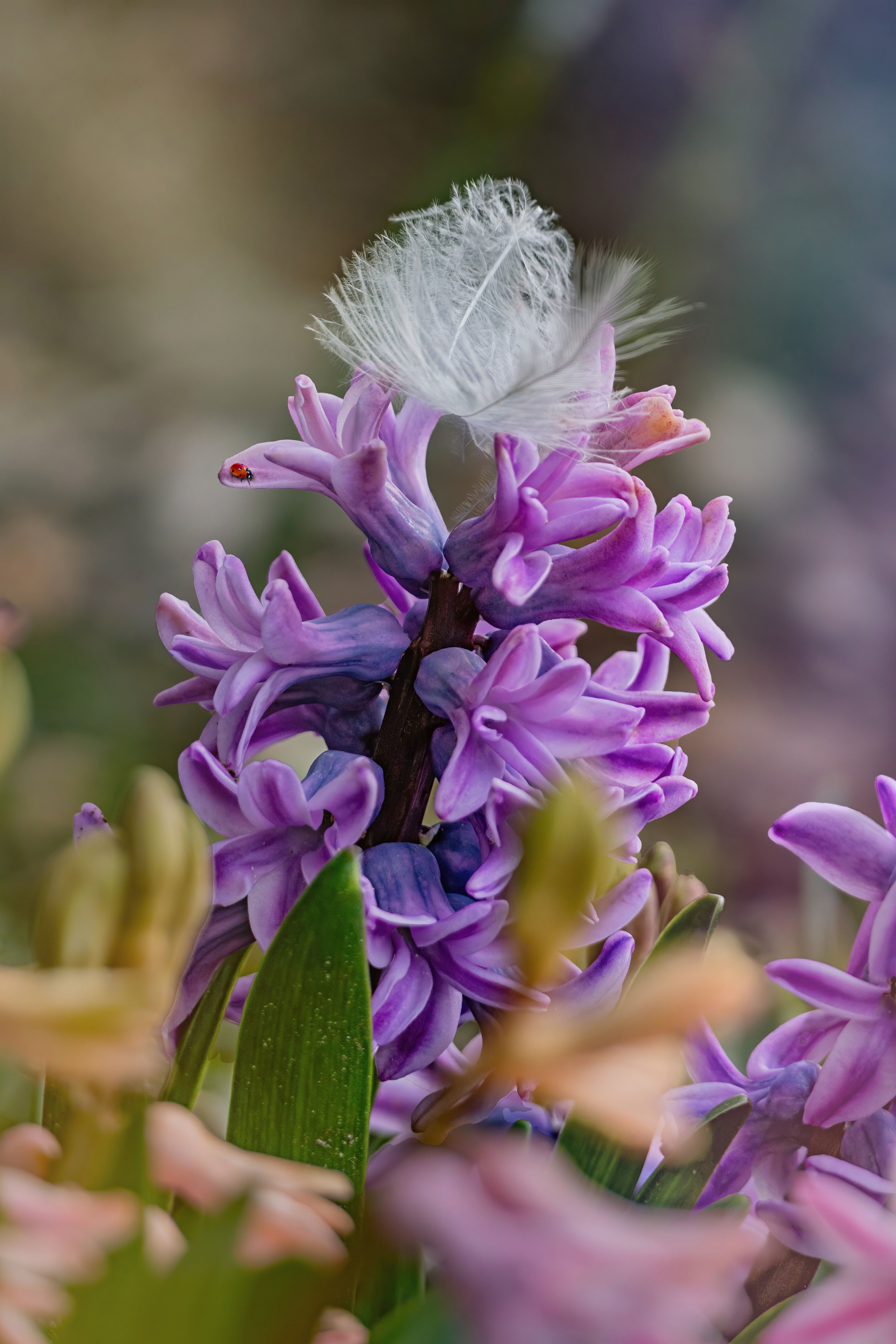 Purple Hyacinth Flower in a Garden · Free Stock Photo