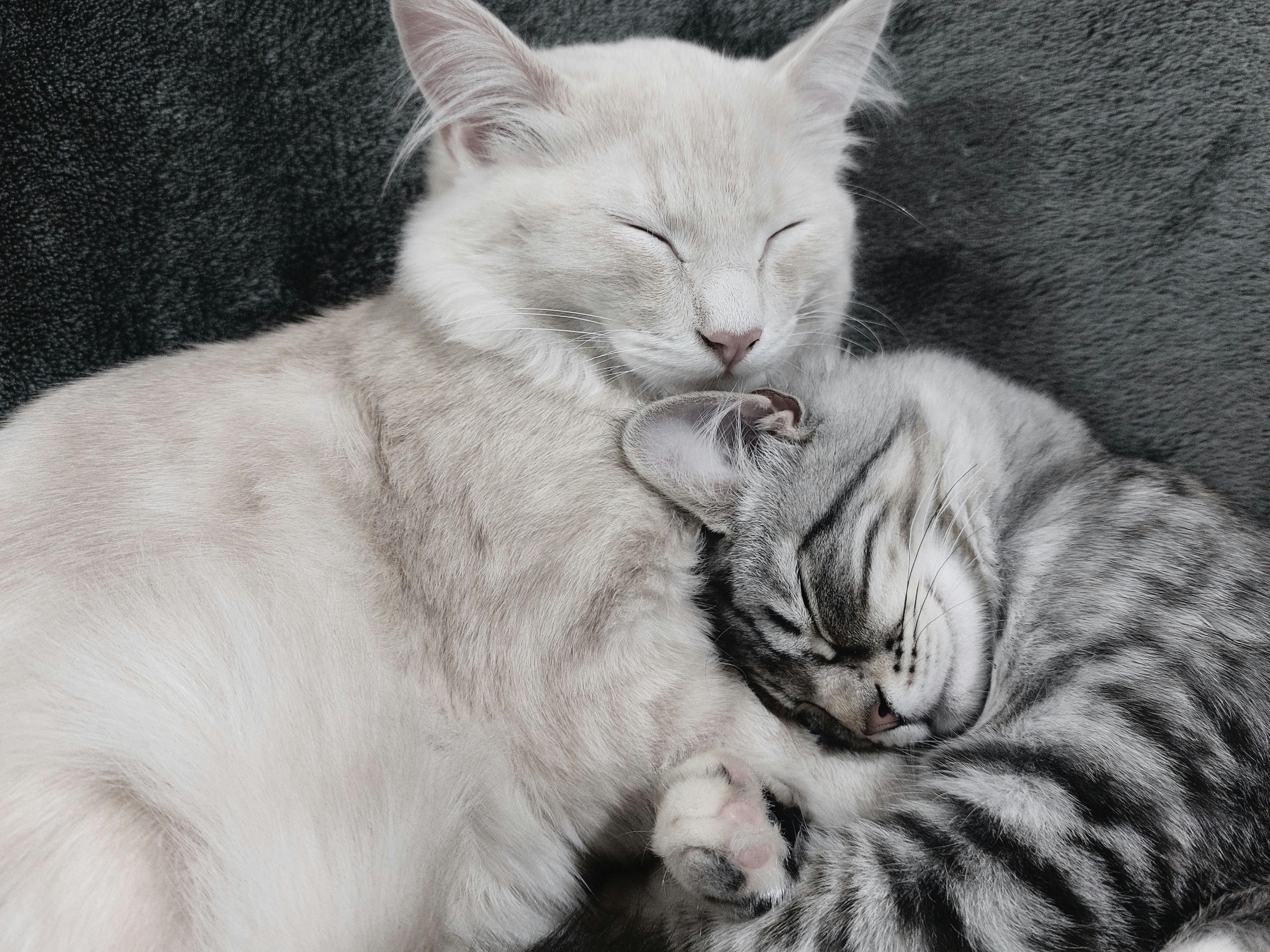 Cats Hugging Photos, Download The BEST Free Cats Hugging Stock Photos ...