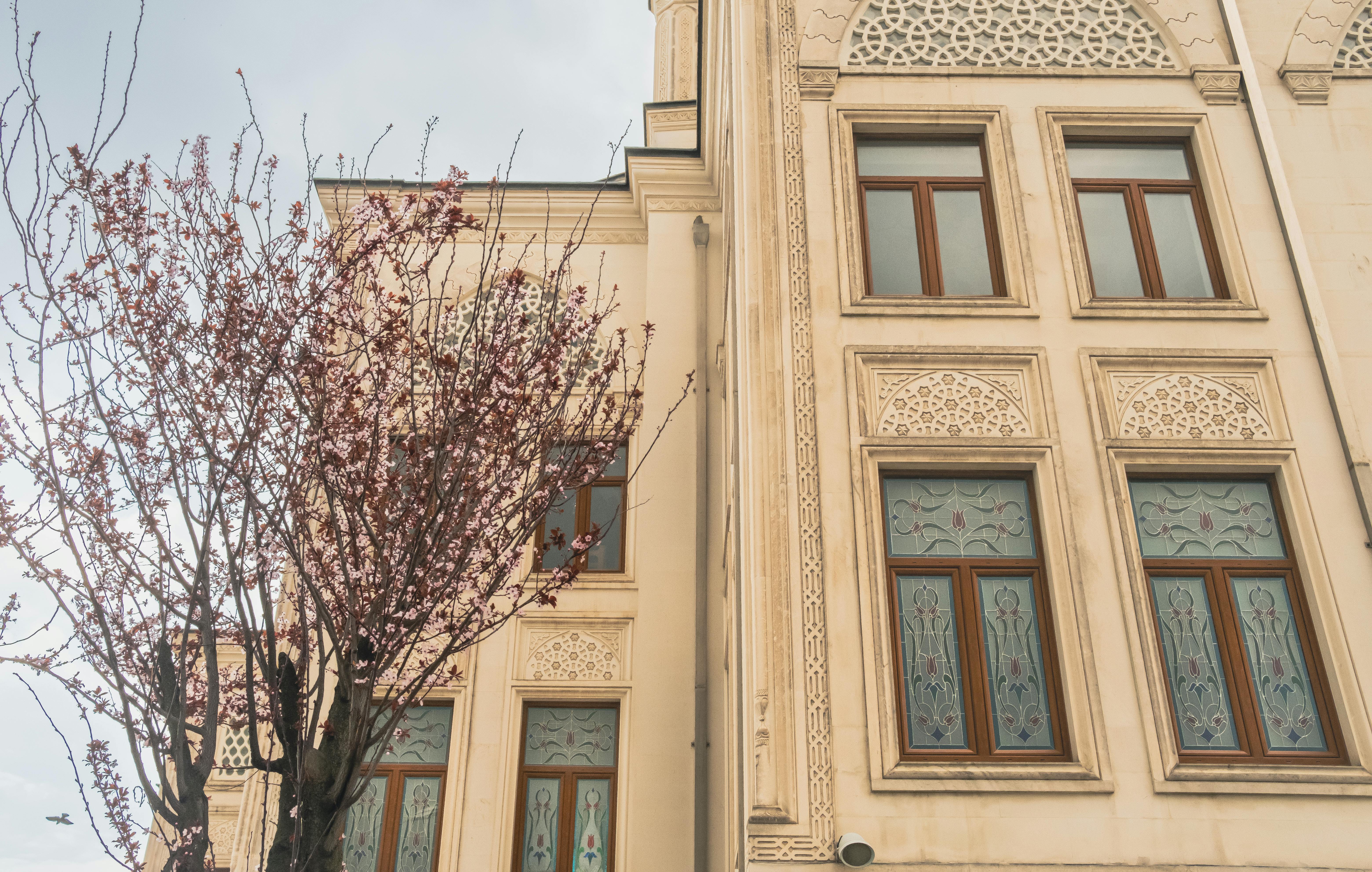 Cherry Tree near Building · Free Stock Photo
