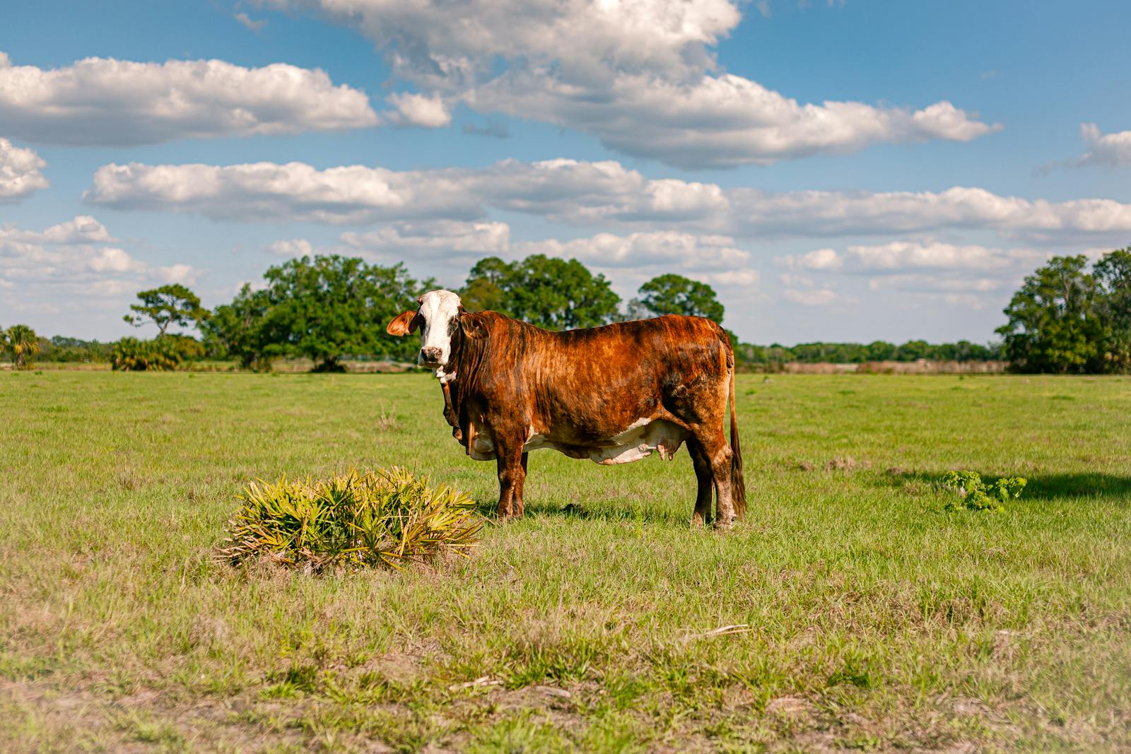 Cow Images Photos, Download The BEST Free Cow Images Stock Photos & HD ...