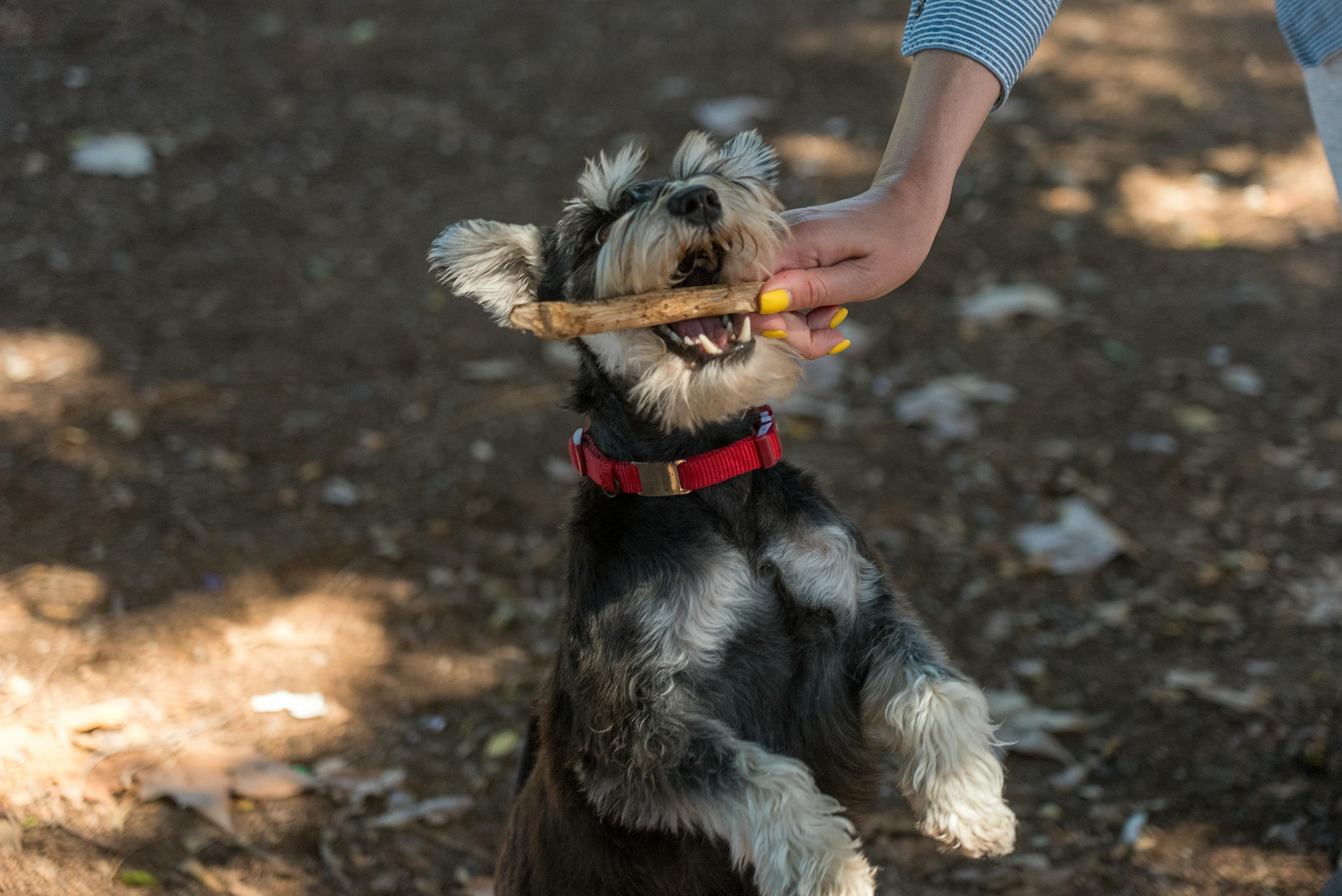 Dog Playing with Stick in Park · Free Stock Photo