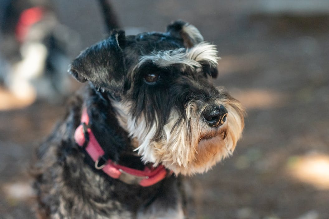 Solving Schnauzer Bumps: Causes and Treatments Explained