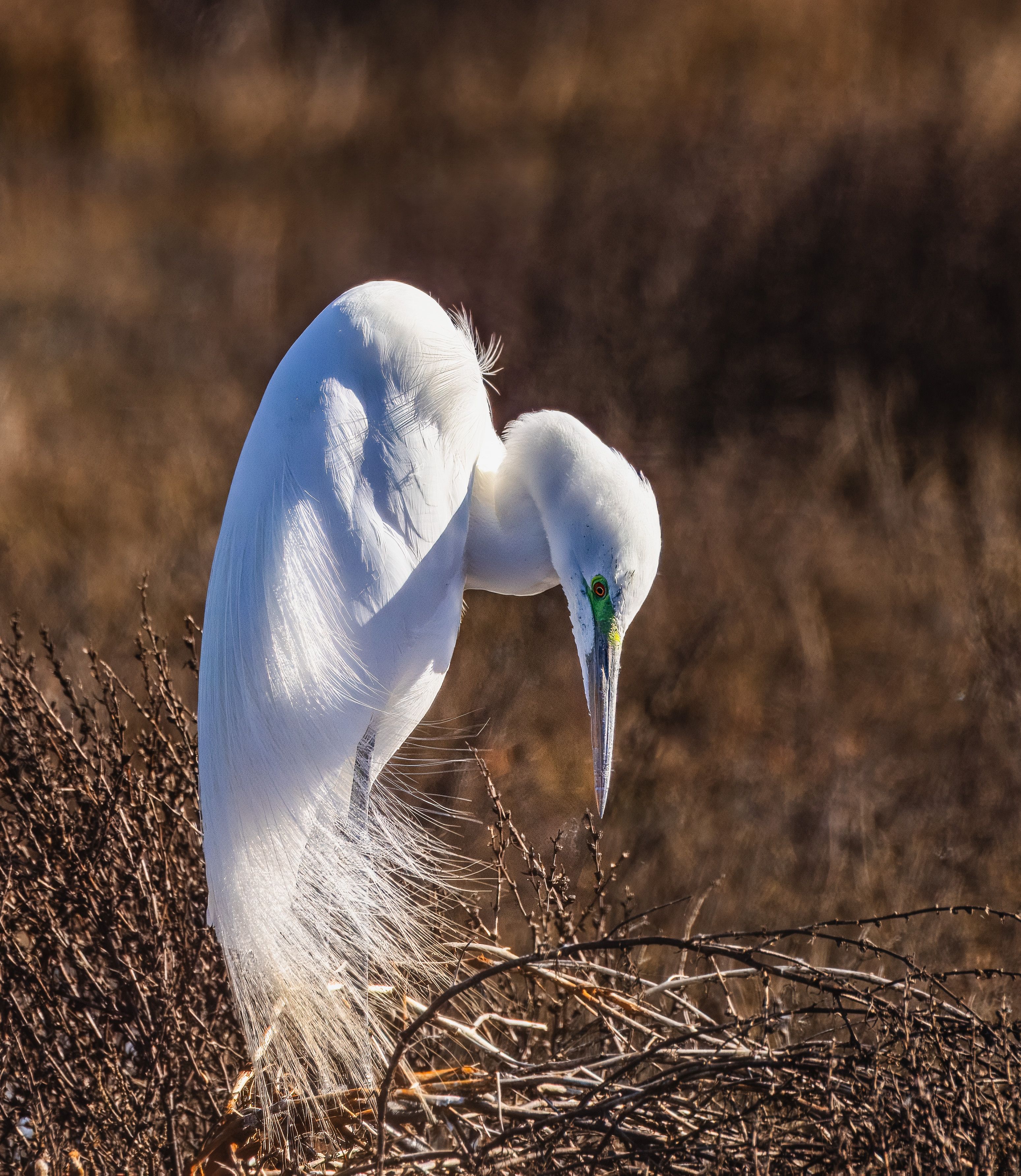Great Egret Bird in Nature · Free Stock Photo
