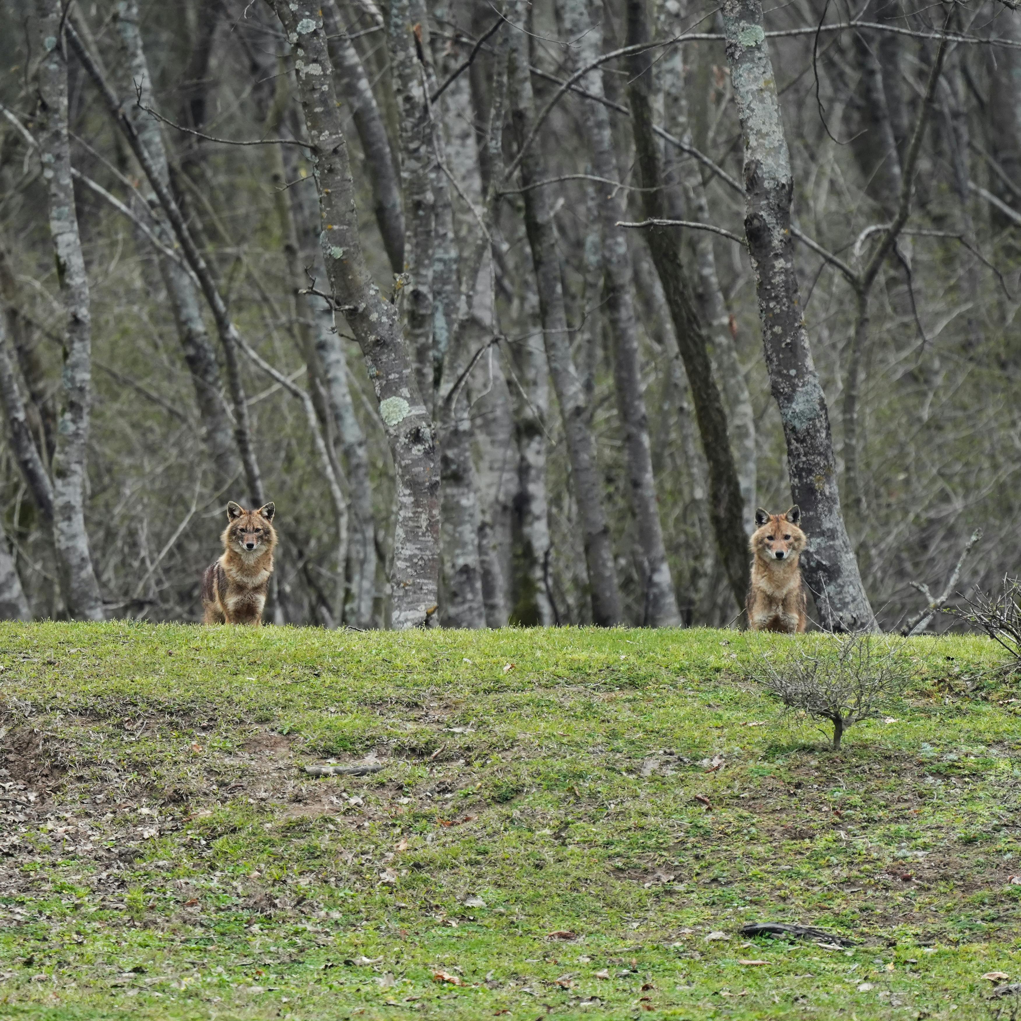Wolves in Forest · Free Stock Photo