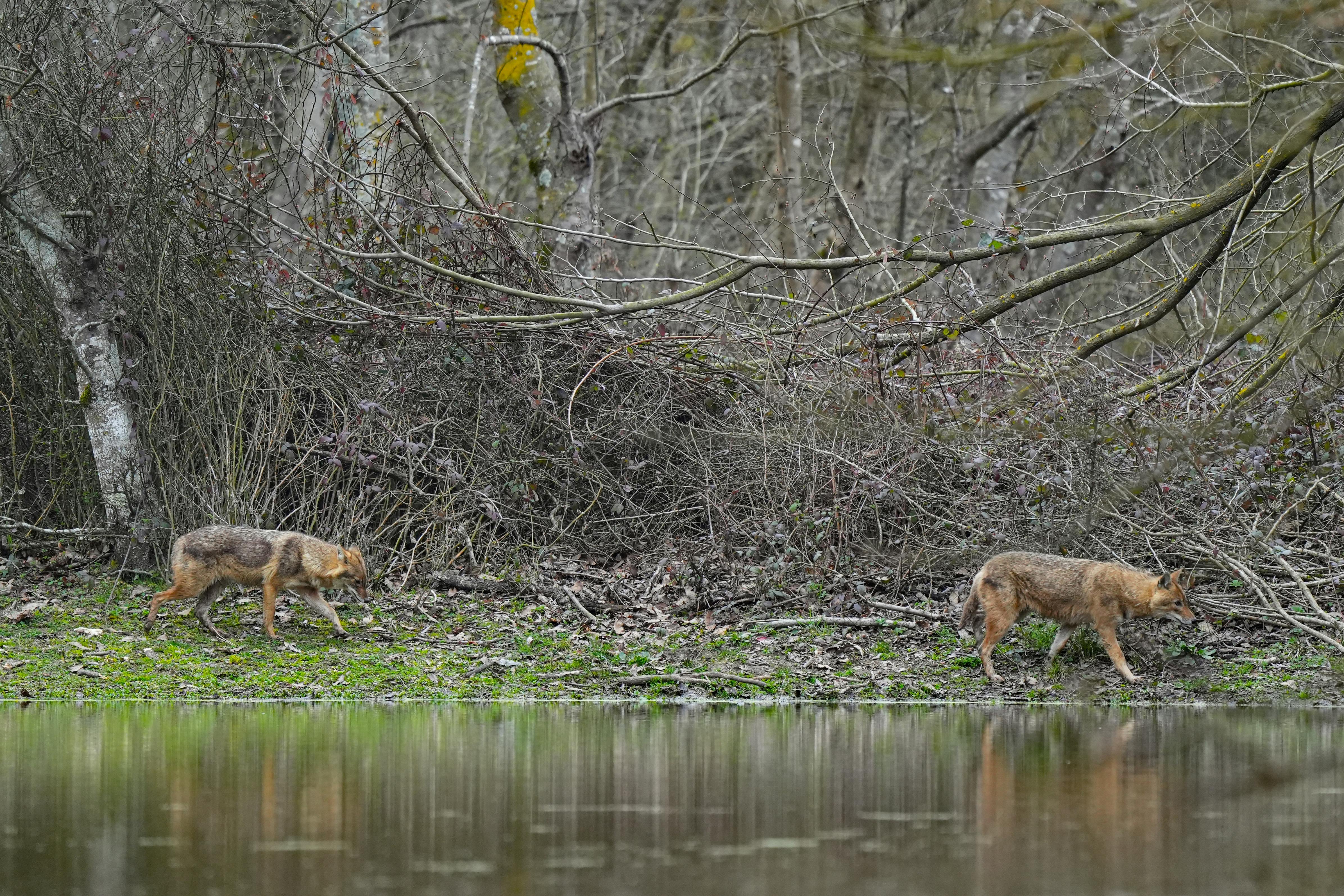 Wolves near Lake in Forest · Free Stock Photo