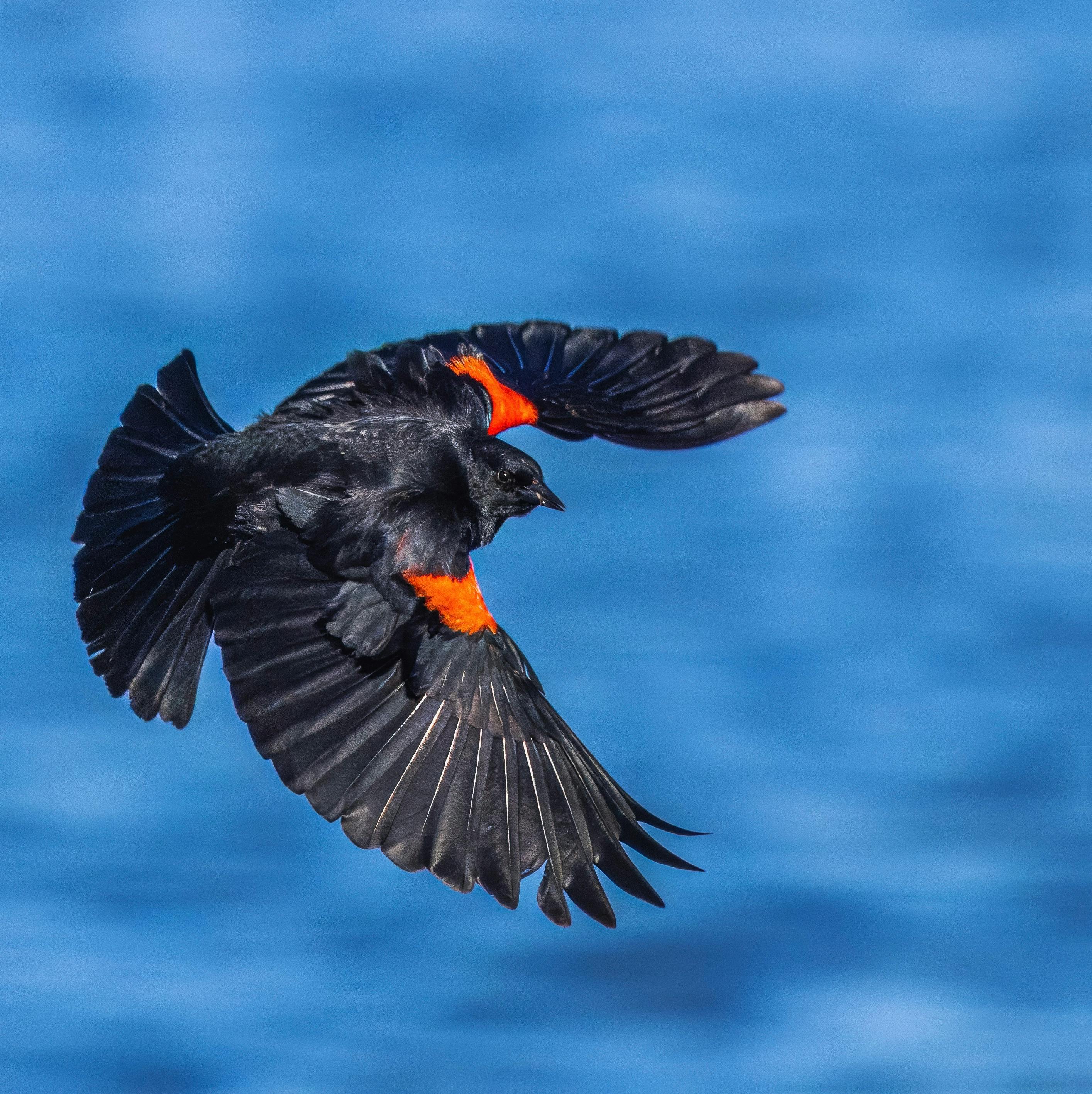 Red-winged Blackbird Flying · Free Stock Photo