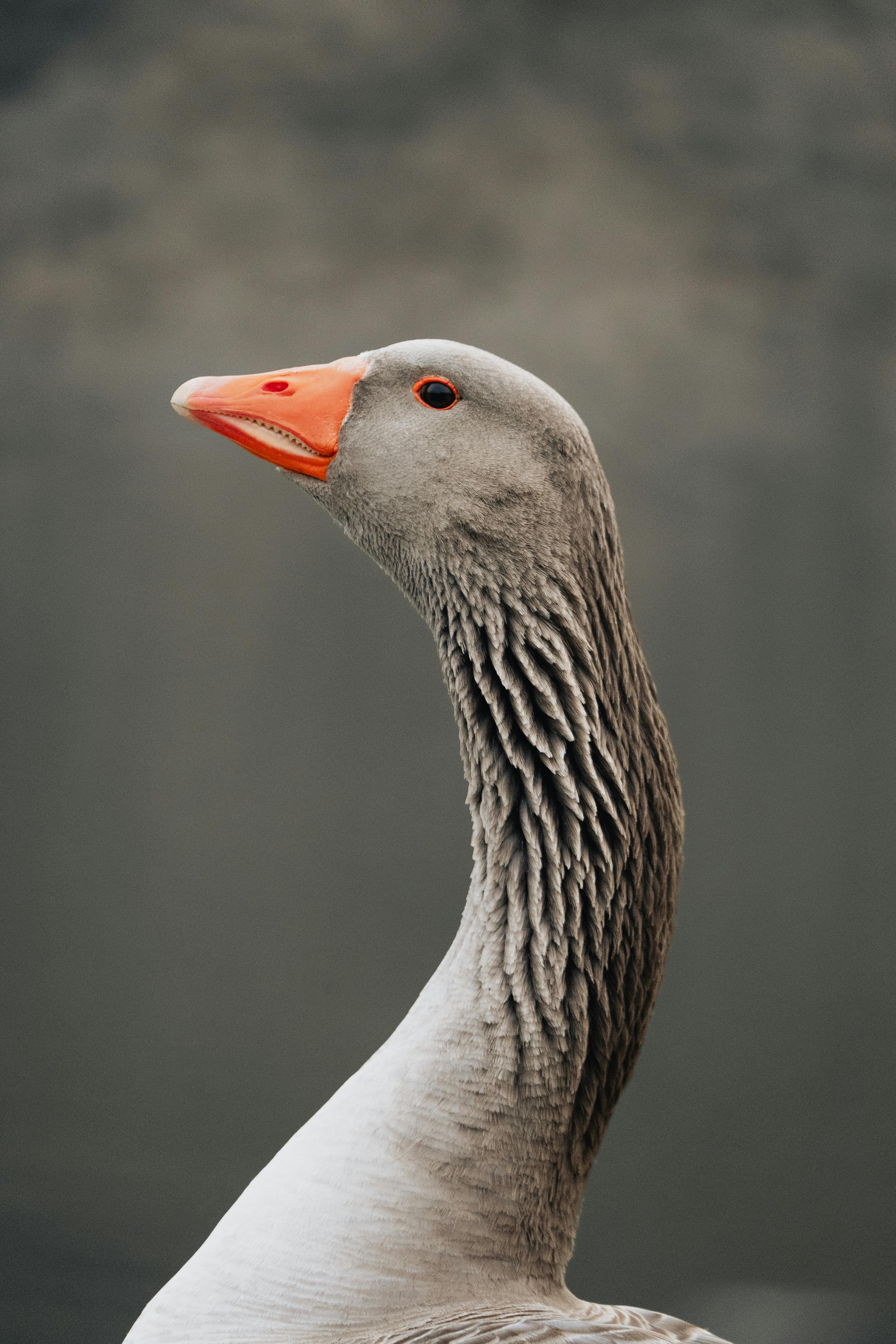 Portrait of a Canada Goose Standing on Grass · Free Stock Photo