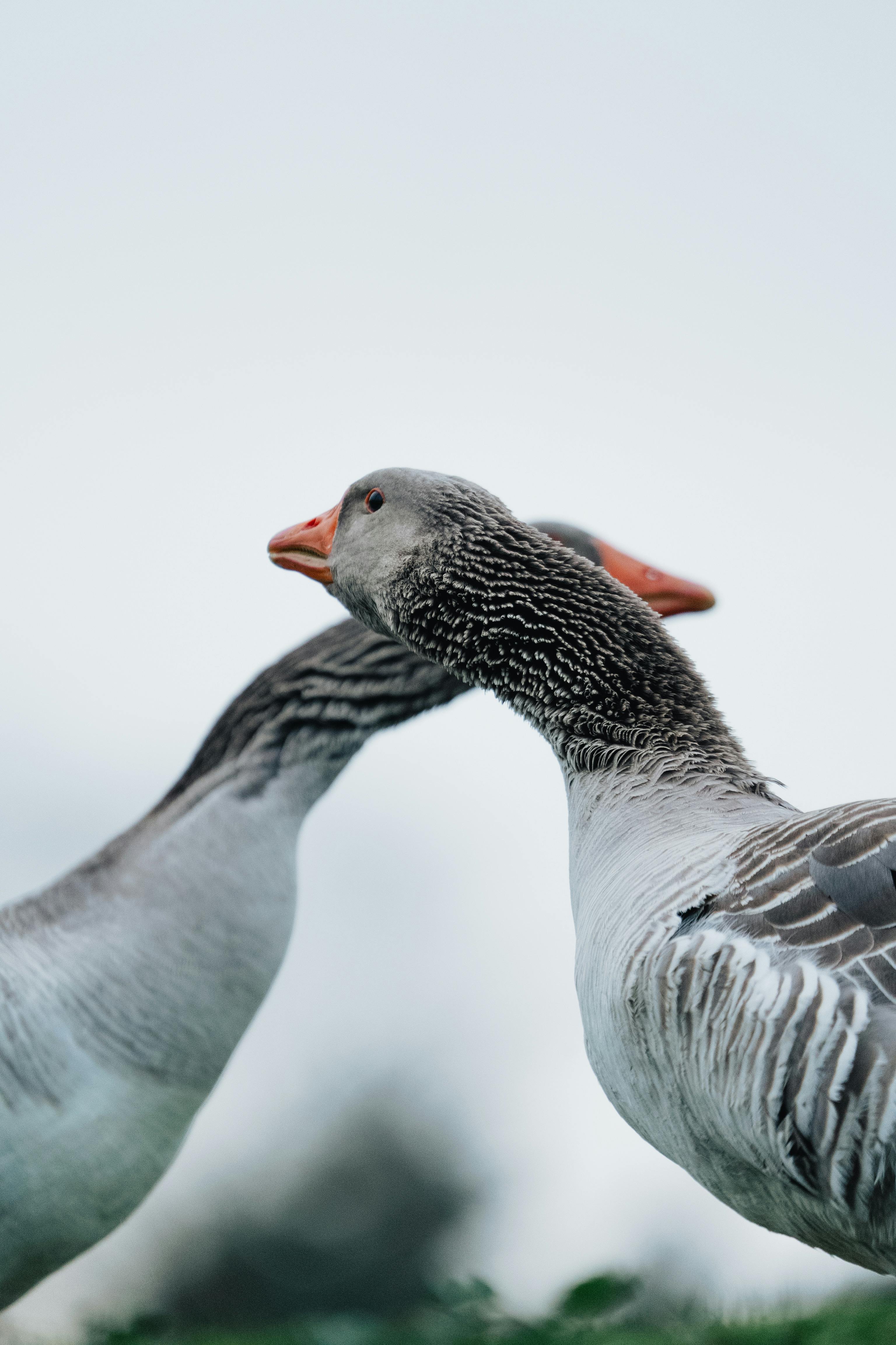 Portrait of Geese · Free Stock Photo