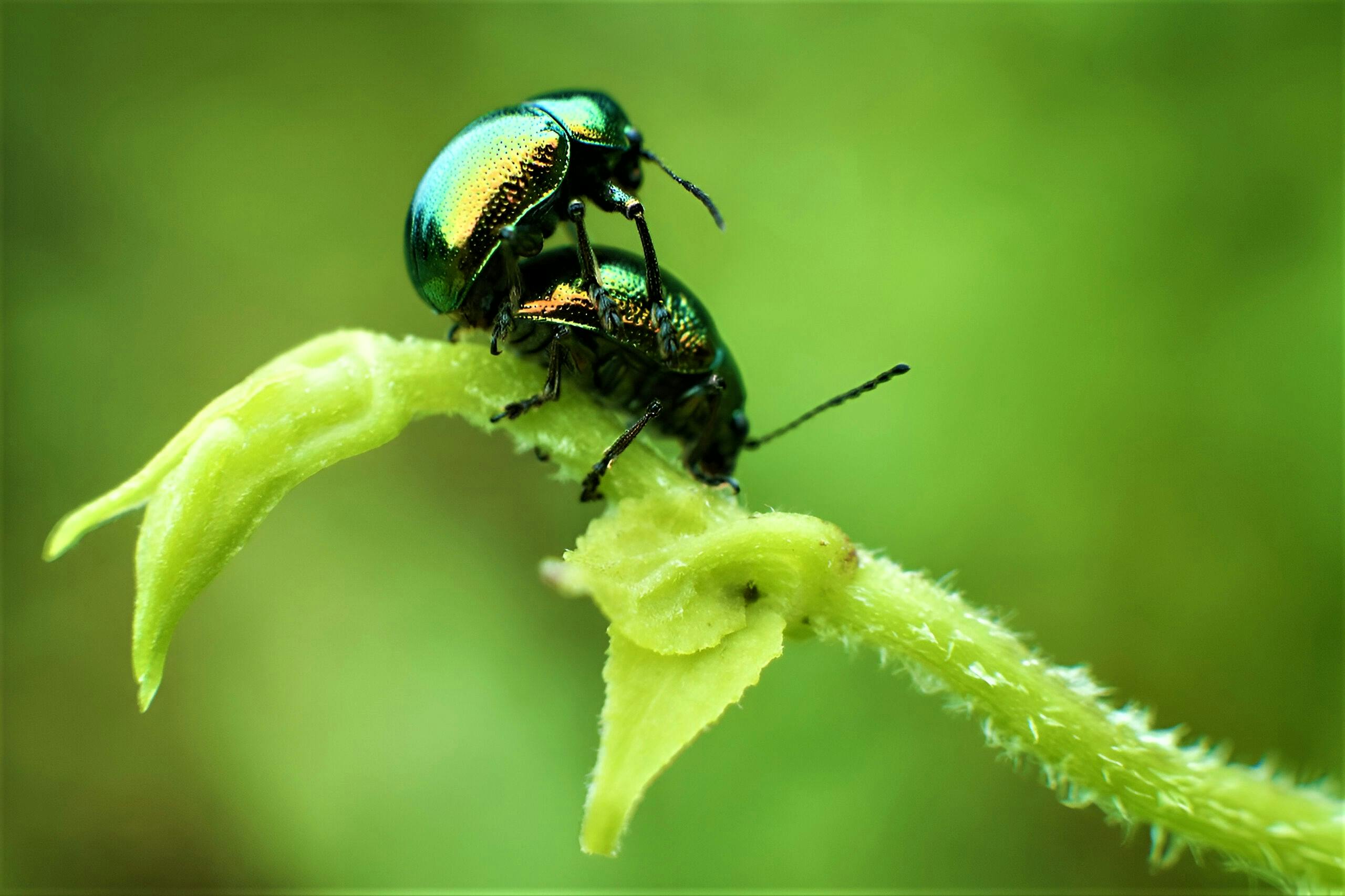 Two green beetles sitting on top of a plant · Free Stock Photo