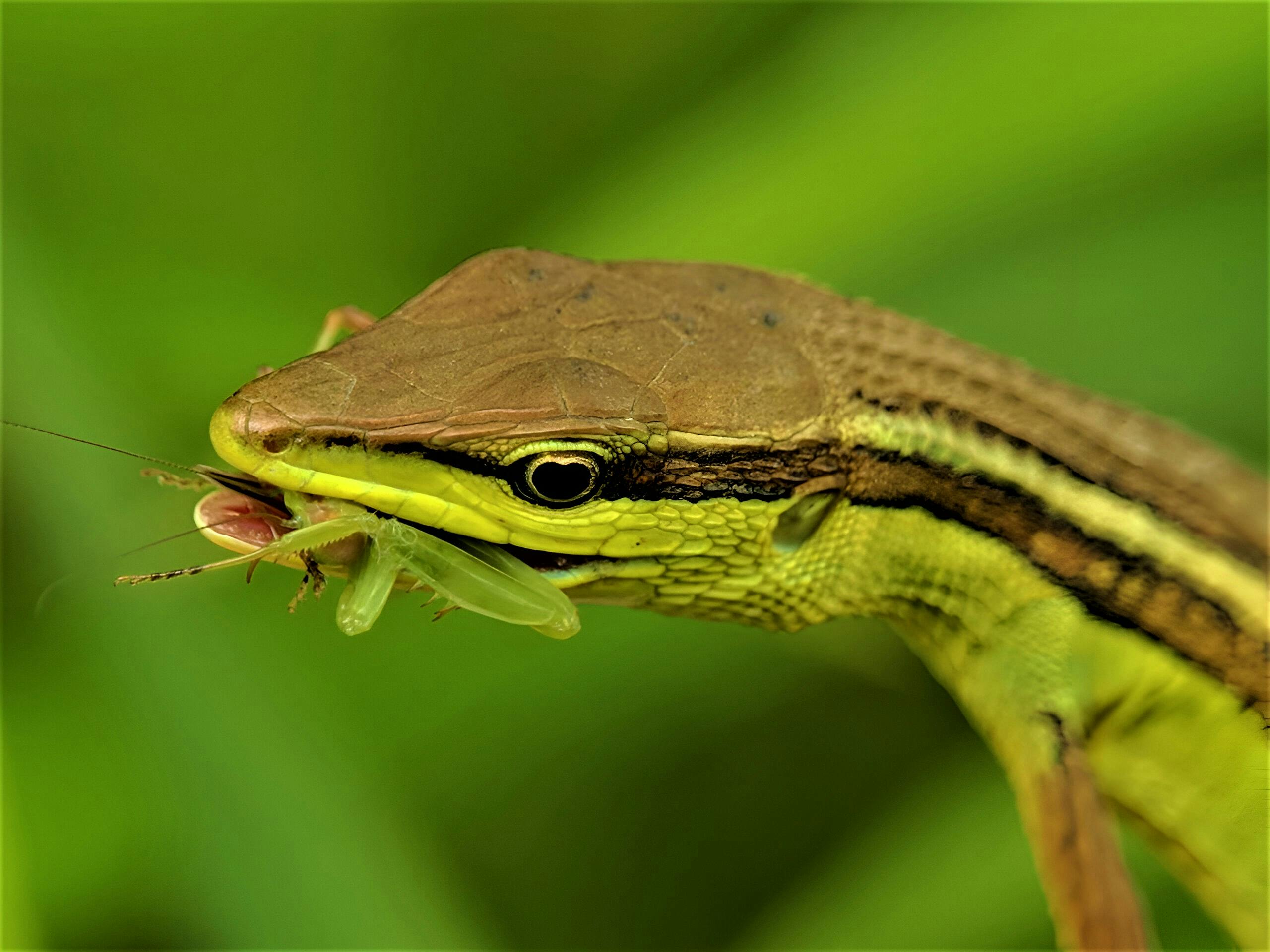 Lizard That Eats Insects Photos, Download The BEST Free Lizard That ...