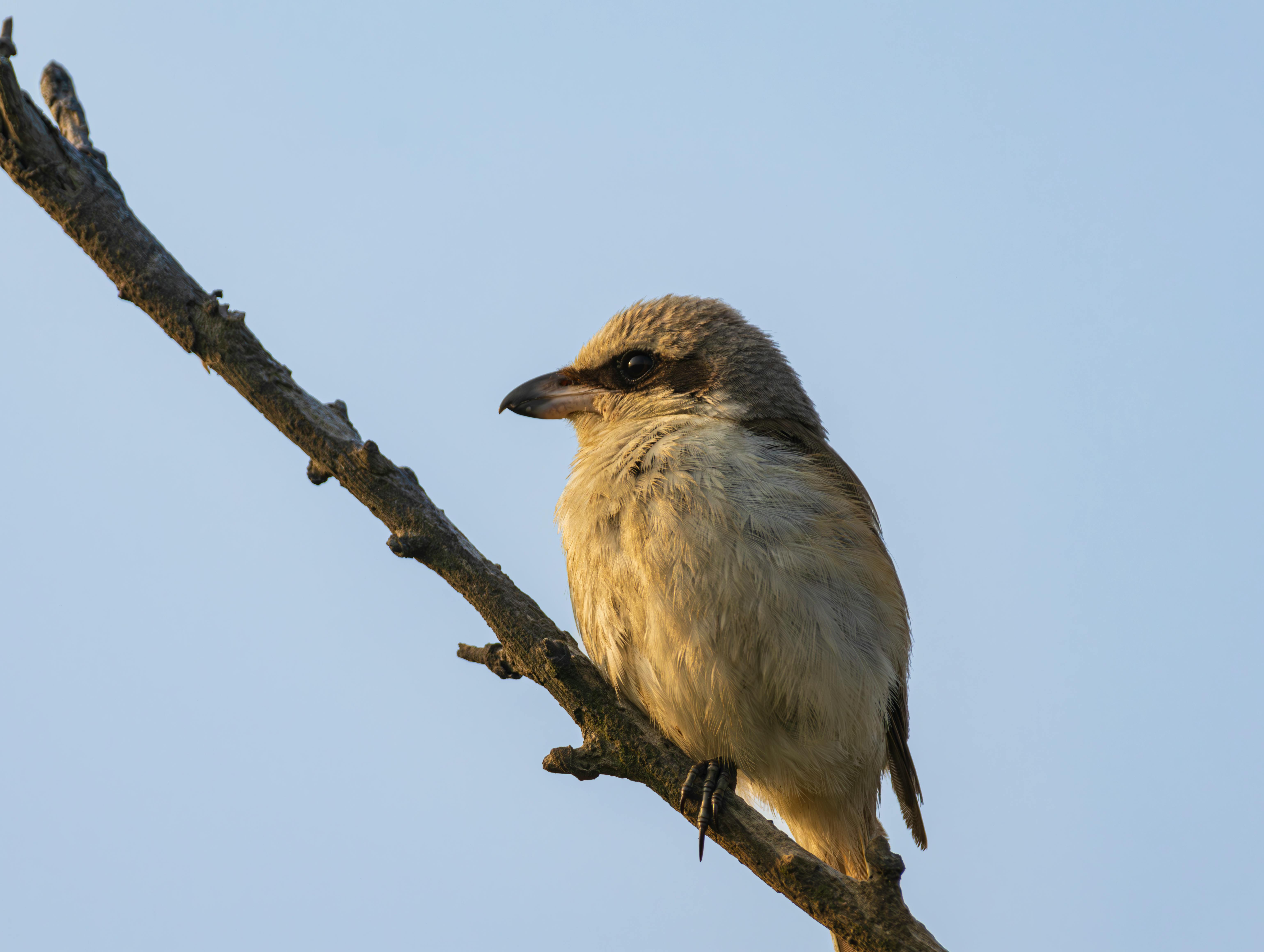Yellow Brown Bird Perch on Tree · Free Stock Photo