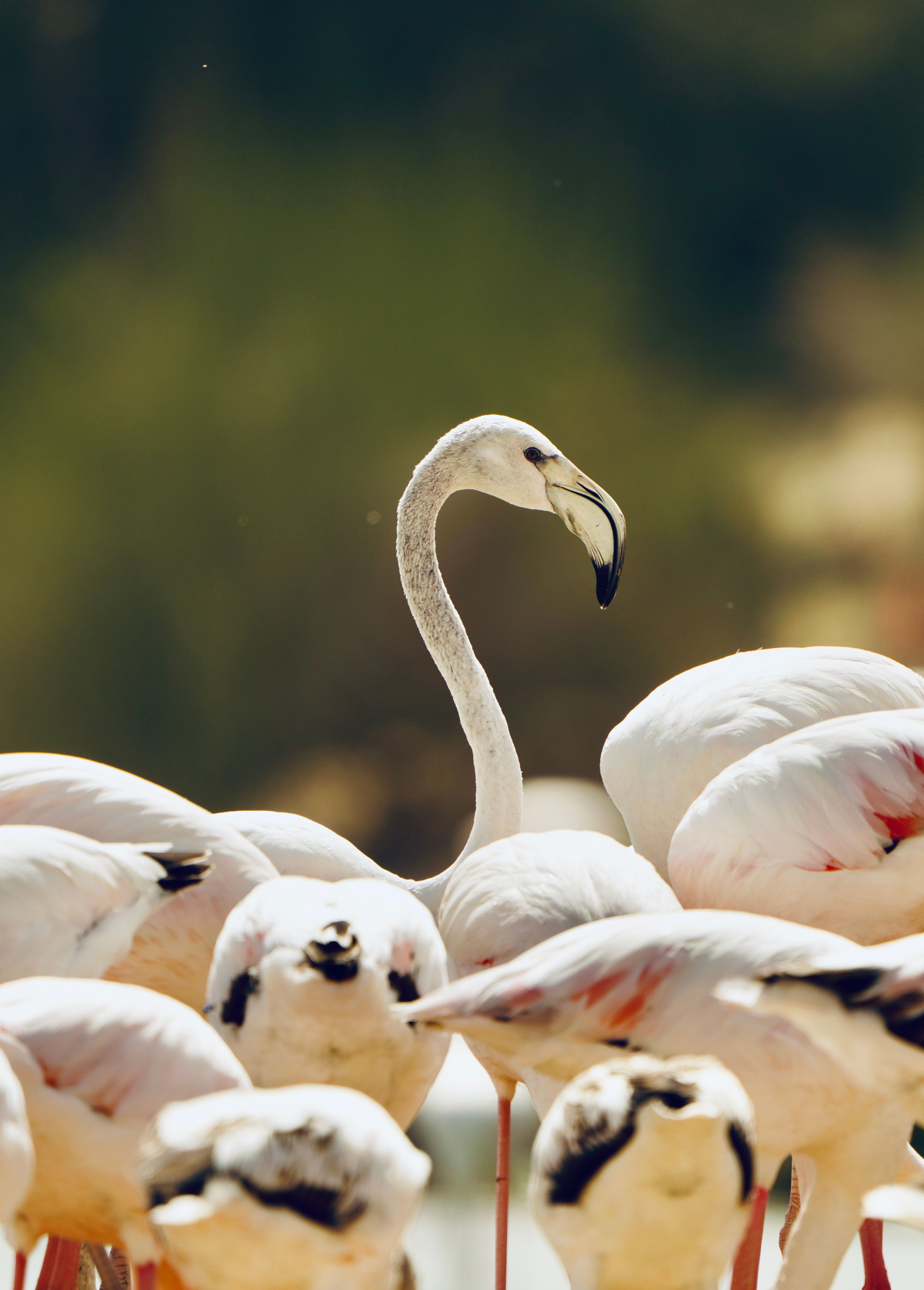 Standing Flock of Flamingos · Free Stock Photo