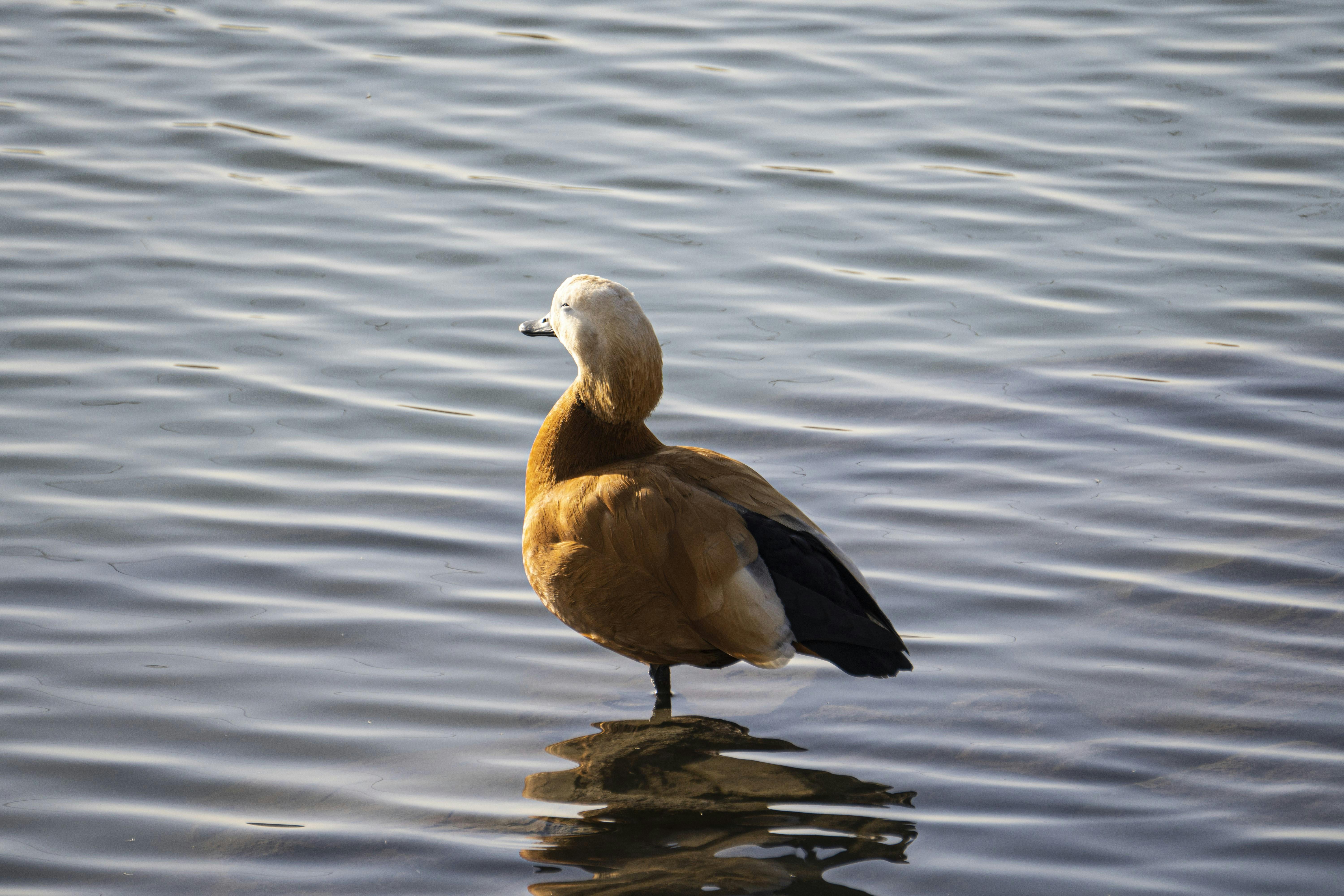 Fan Duck Photos, Download The BEST Free Fan Duck Stock Photos & HD Images