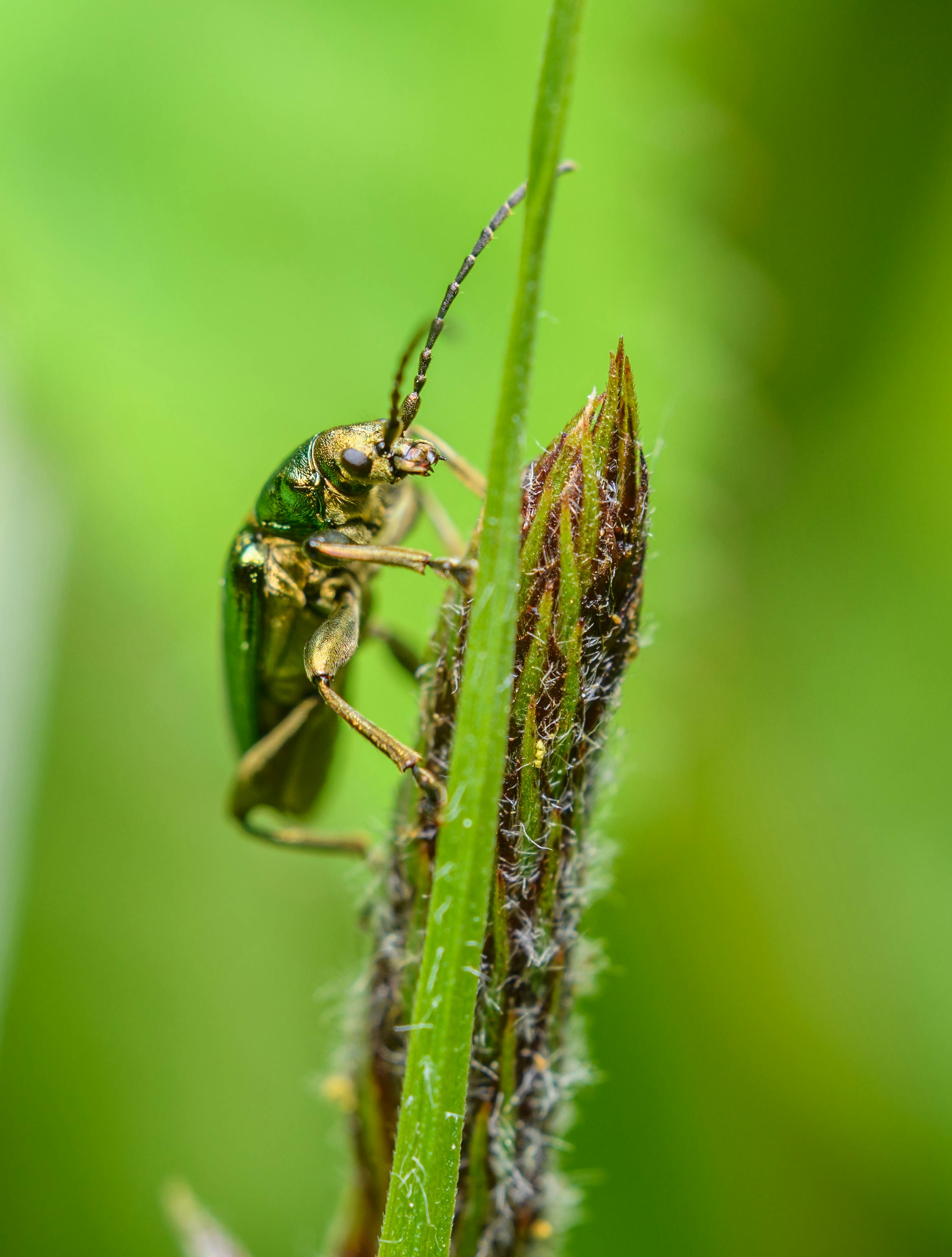 Green Insect in a Full of Green · Free Stock Photo