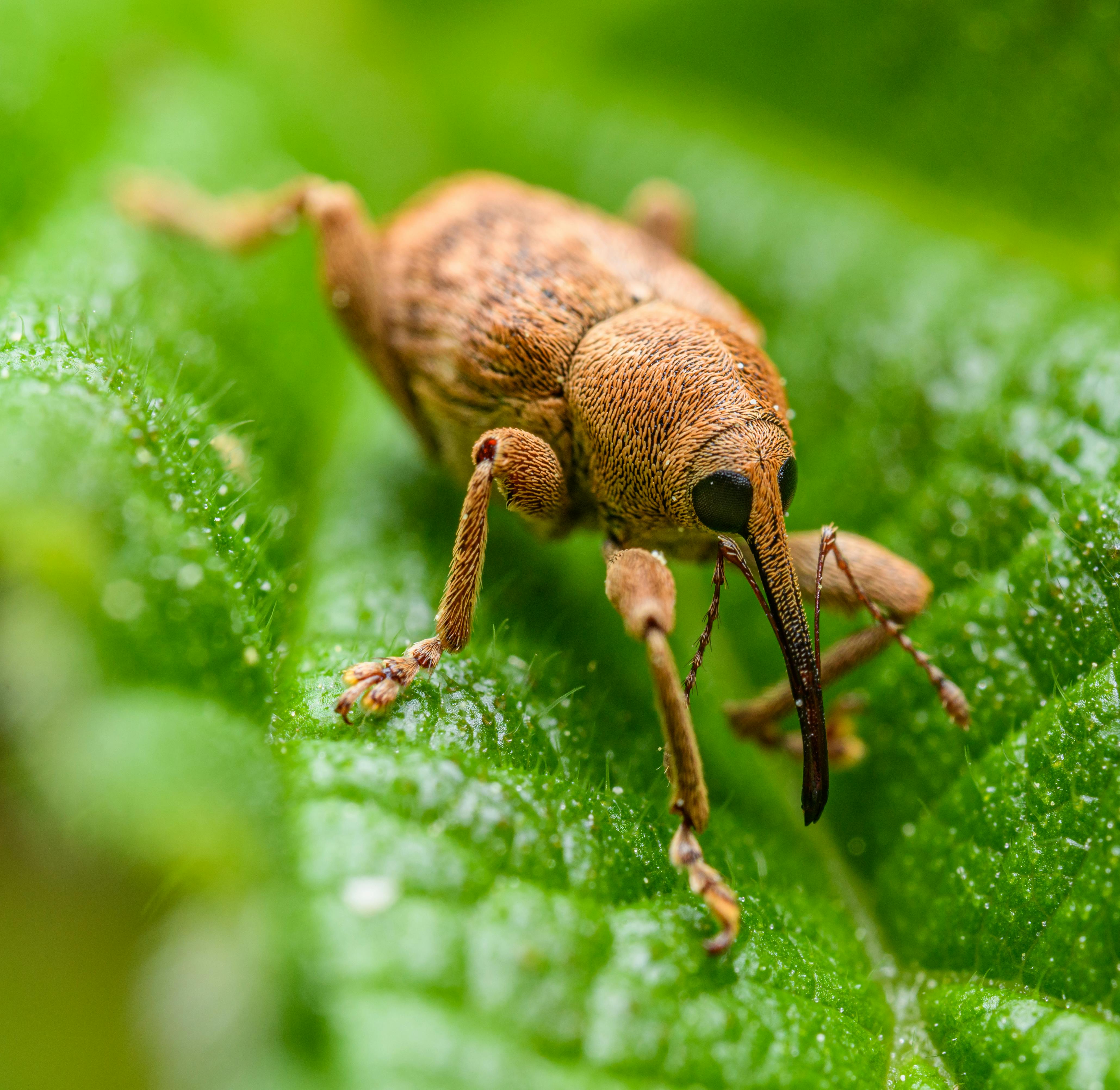 Nut Weevil Photos, Download The BEST Free Nut Weevil Stock Photos & HD ...