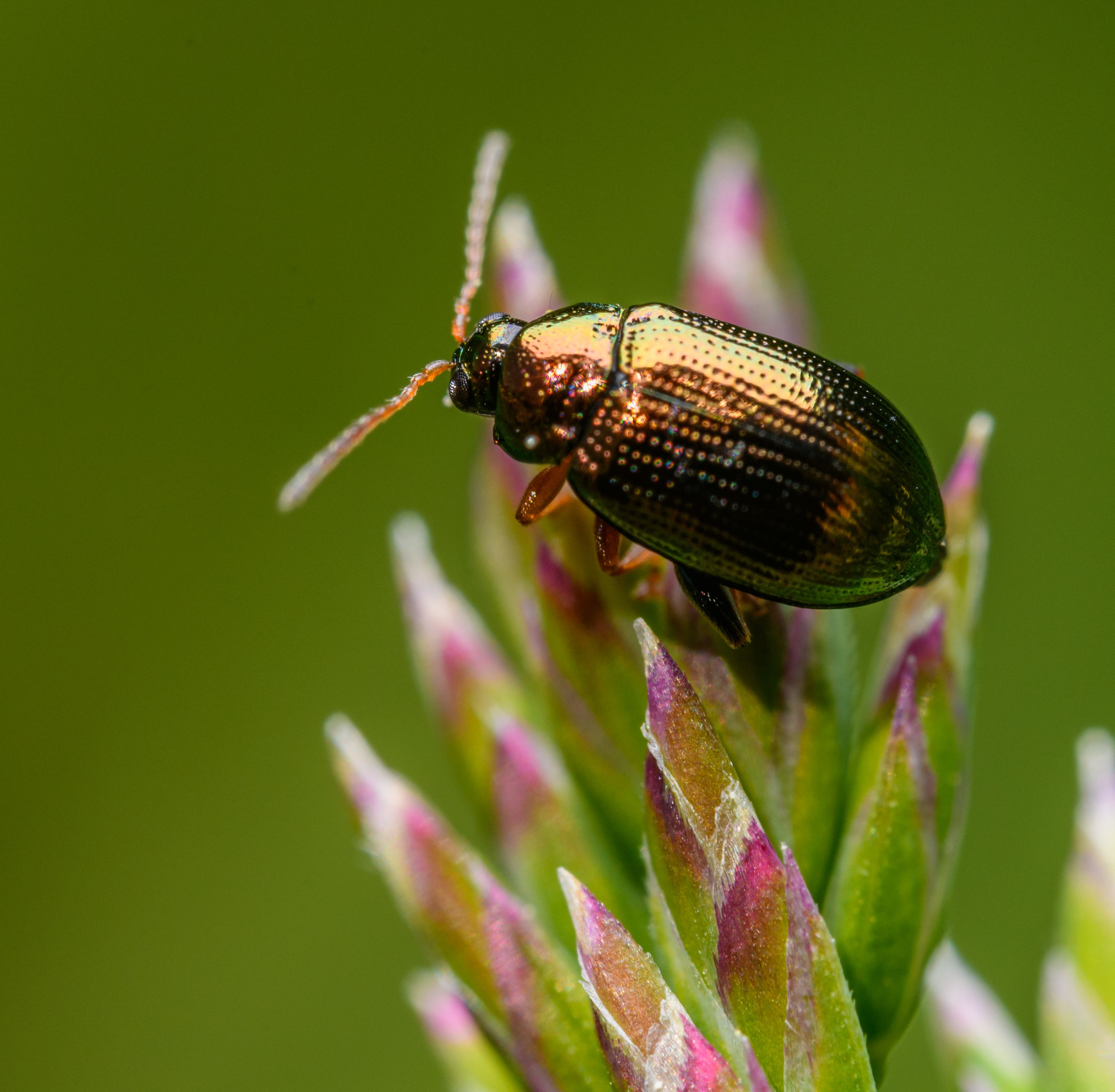 A beetle is sitting on top of a flower · Free Stock Photo