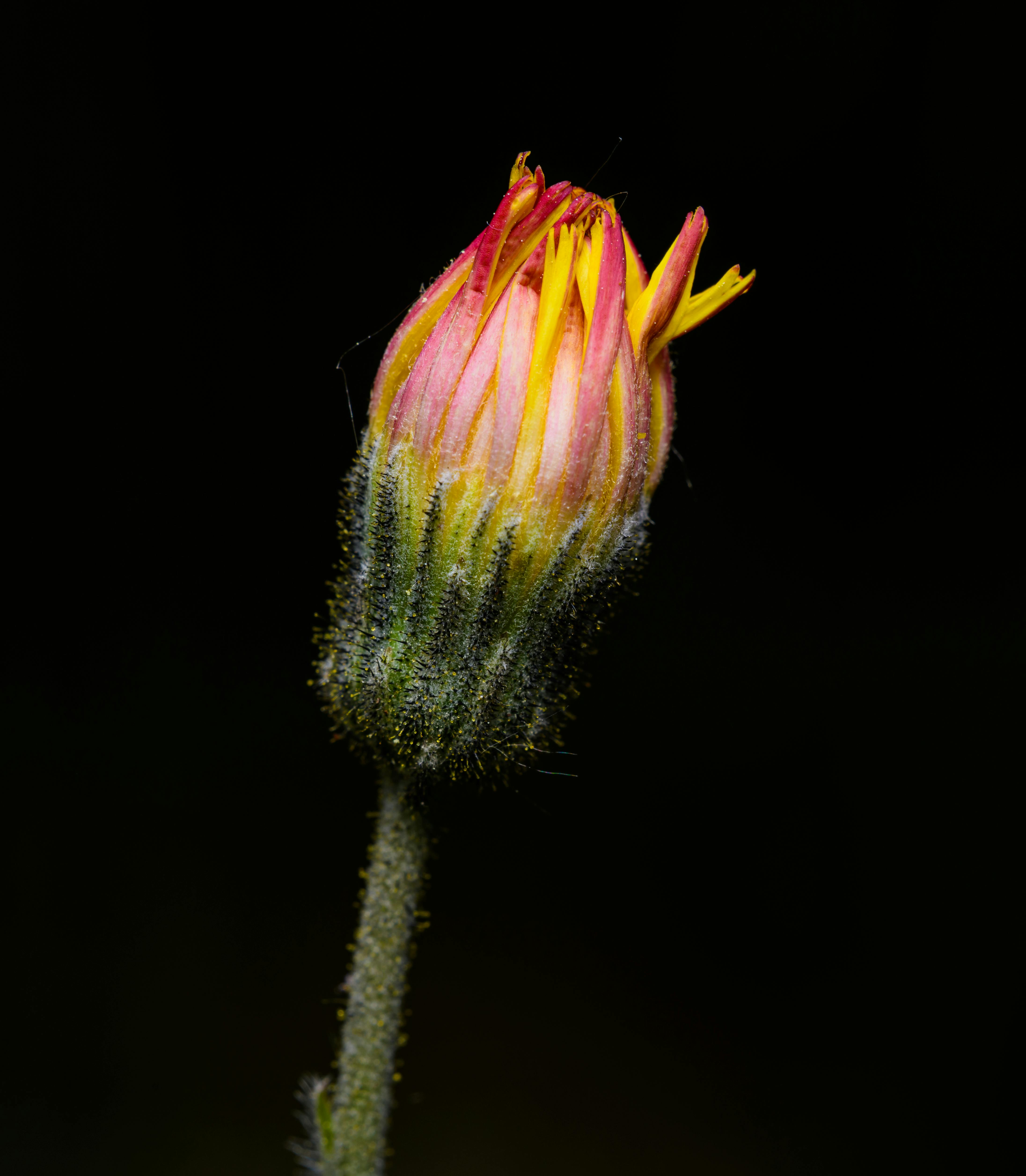 Pink Hairy Hawk Flower Blooming · Free Stock Photo